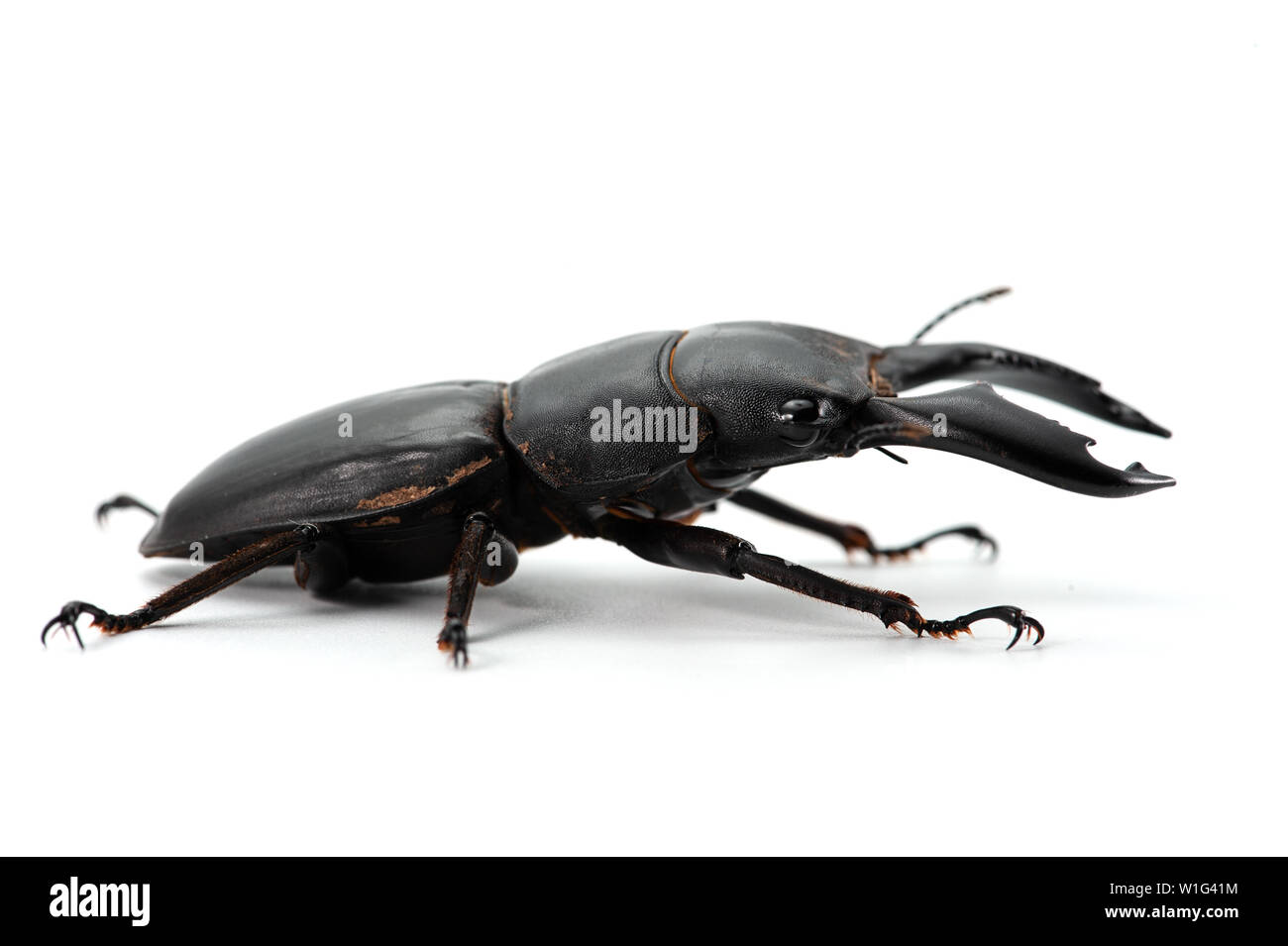 Cervo volante gigante immagini e fotografie stock ad alta risoluzione ...