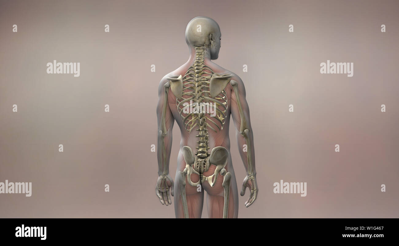 Anatomia scheletrica immagini e fotografie stock ad alta risoluzione ...