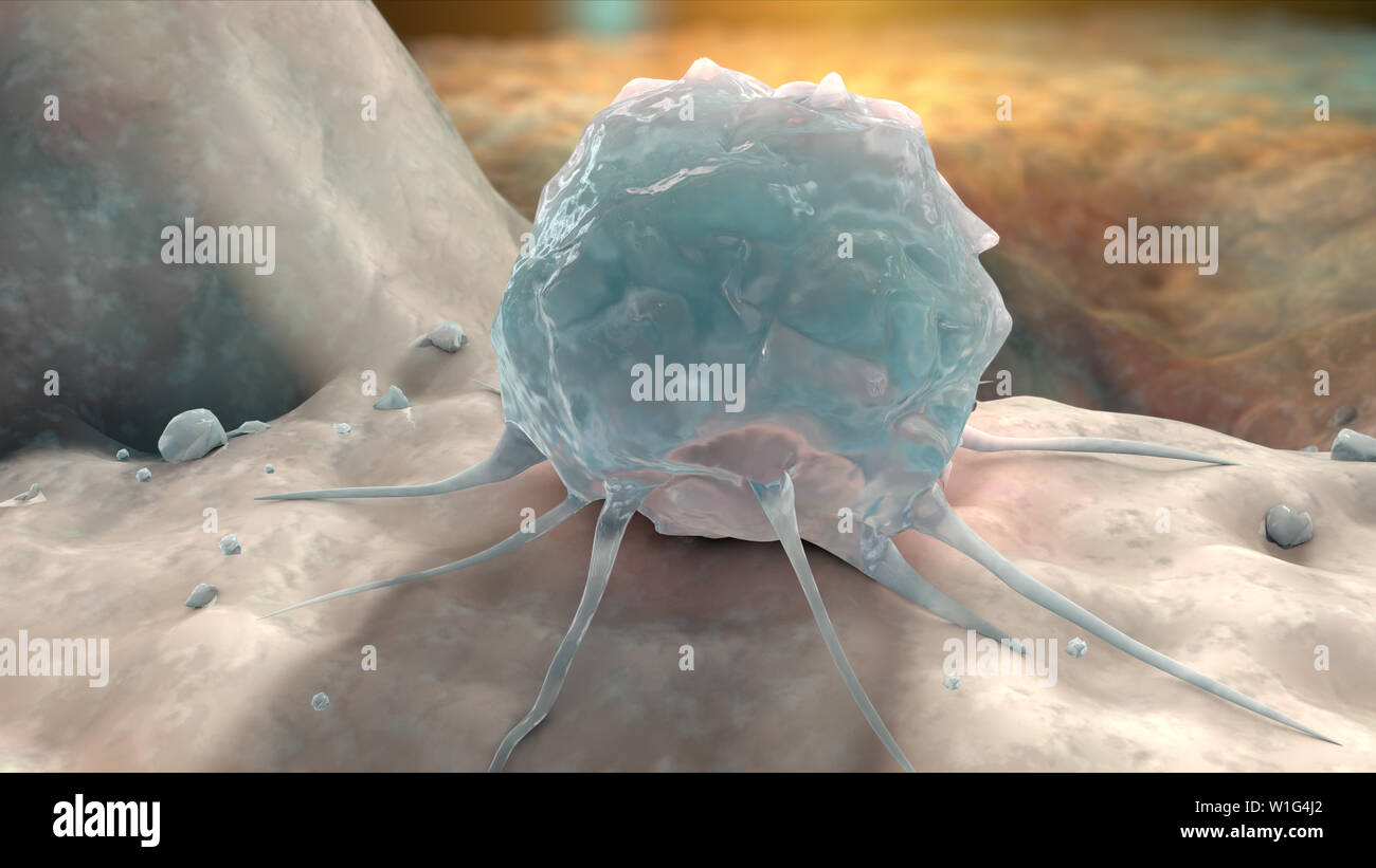 La cellula ossea immagini e fotografie stock ad alta risoluzione - Alamy