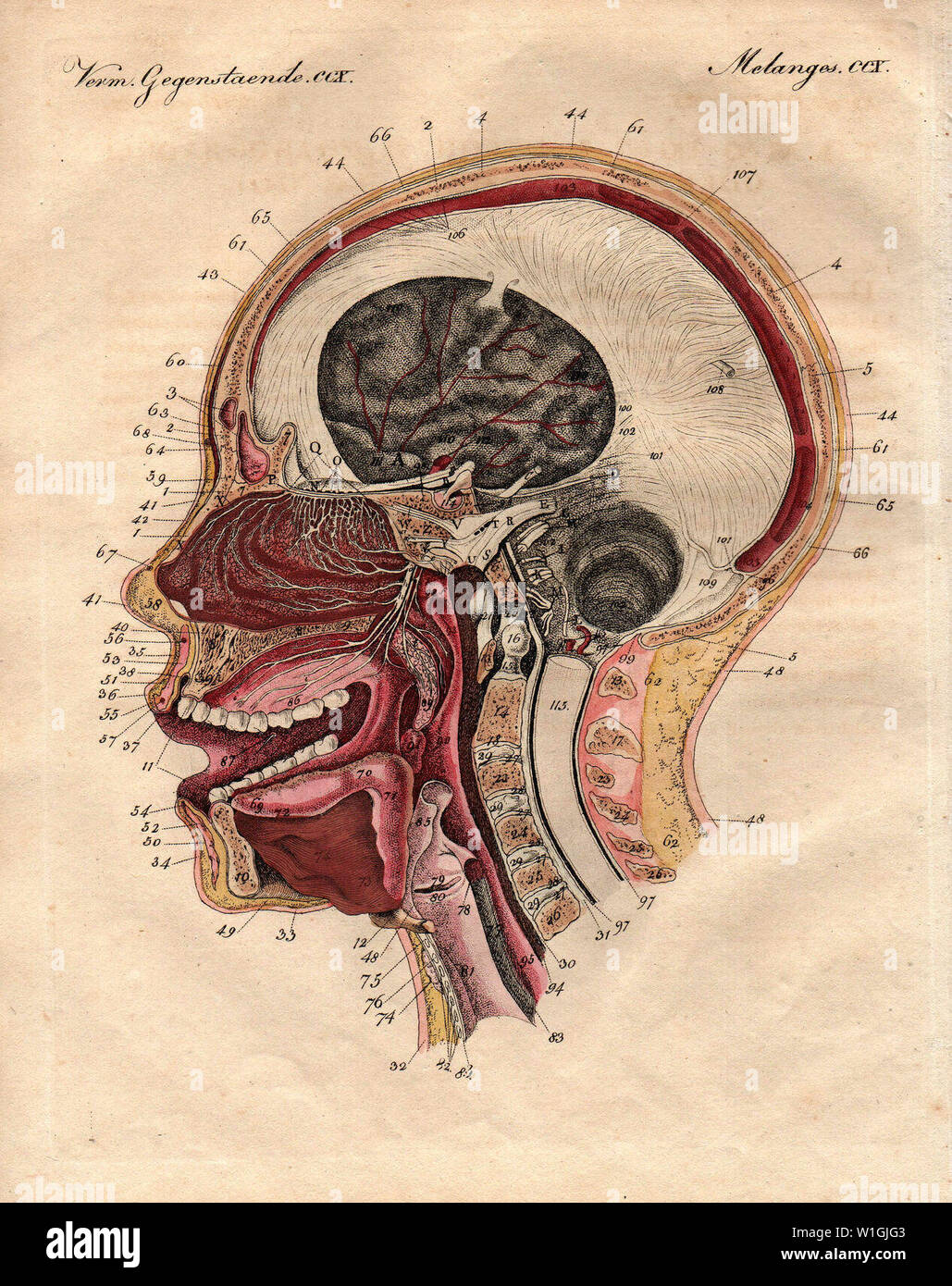 Anatomia antica aveva immagini e fotografie stock ad alta risoluzione ...