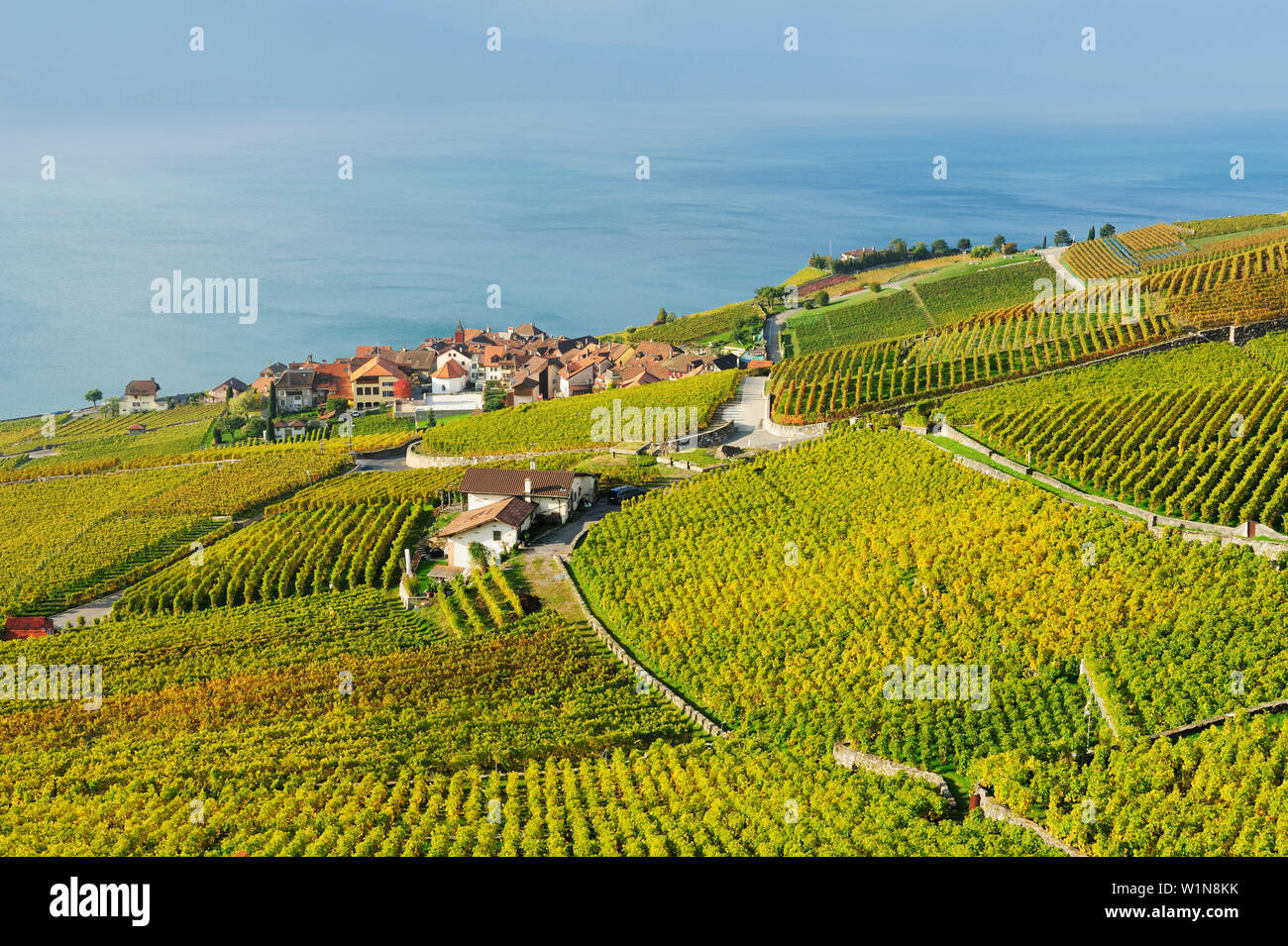 Lavaux vineyard terraces immagini e fotografie stock ad alta ...