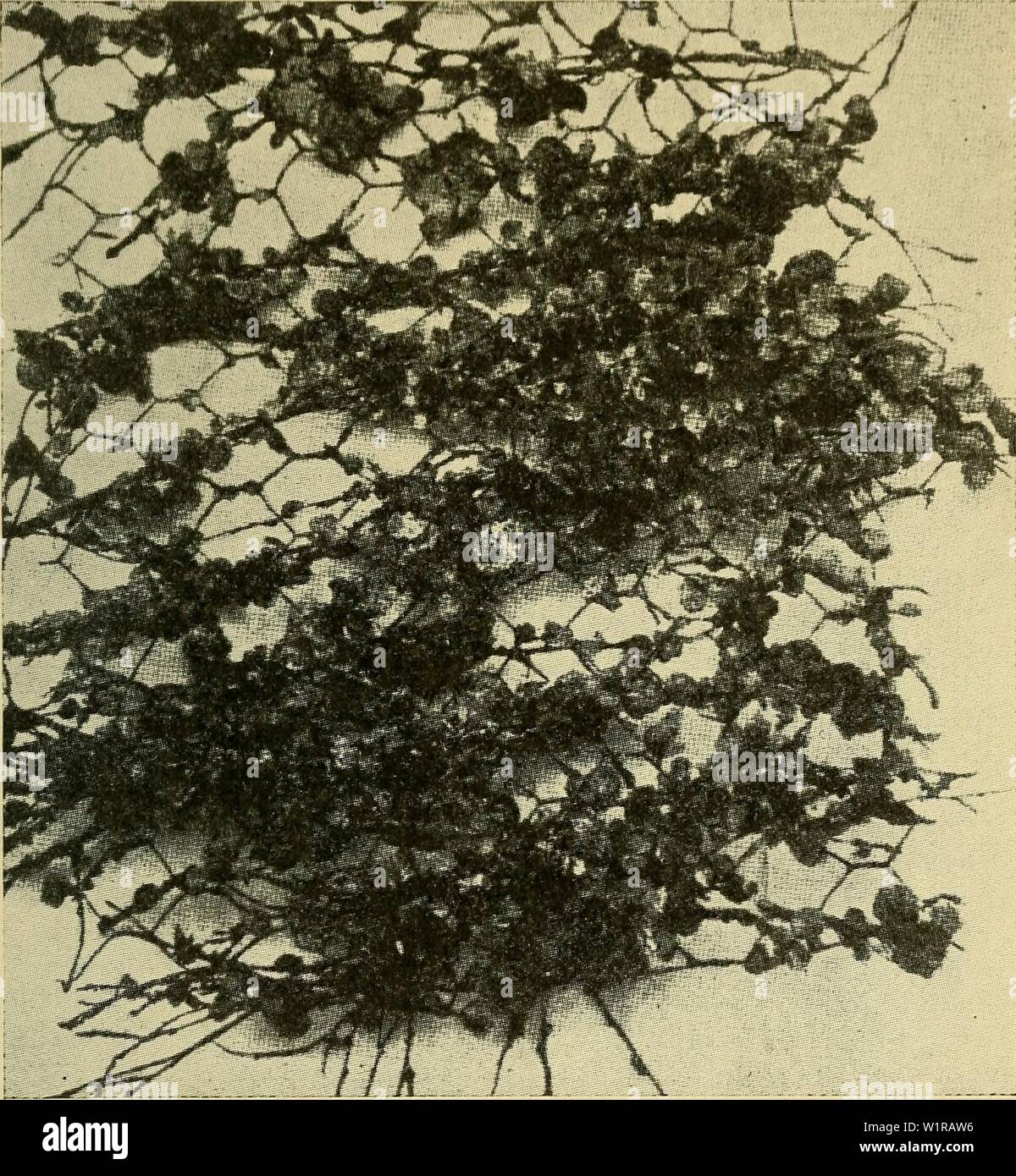 Archivio immagine dalla pagina 48 della Danmarks fauna; illustrerede ...