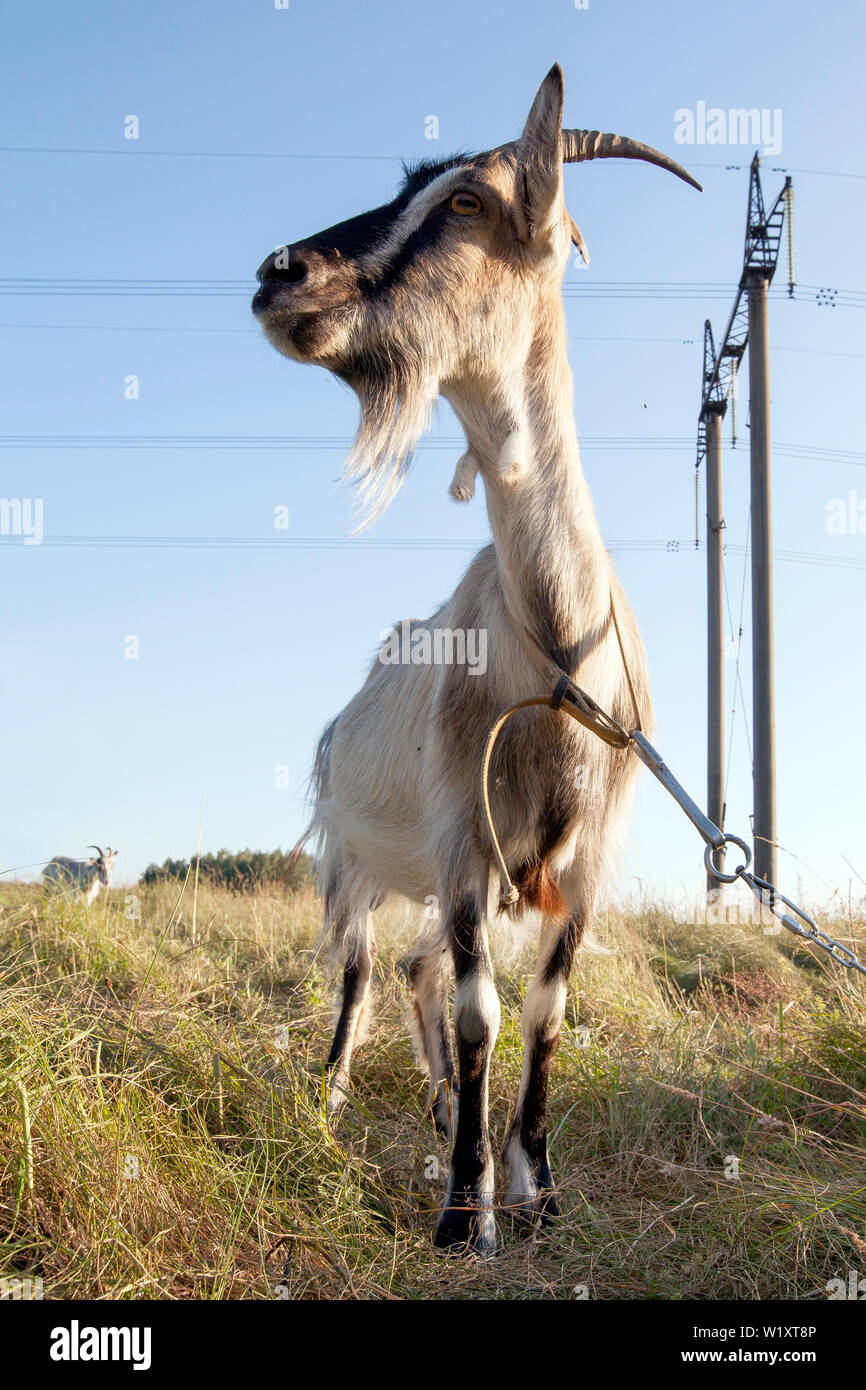 Capra grigia e bianca immagini e fotografie stock ad alta risoluzione ...