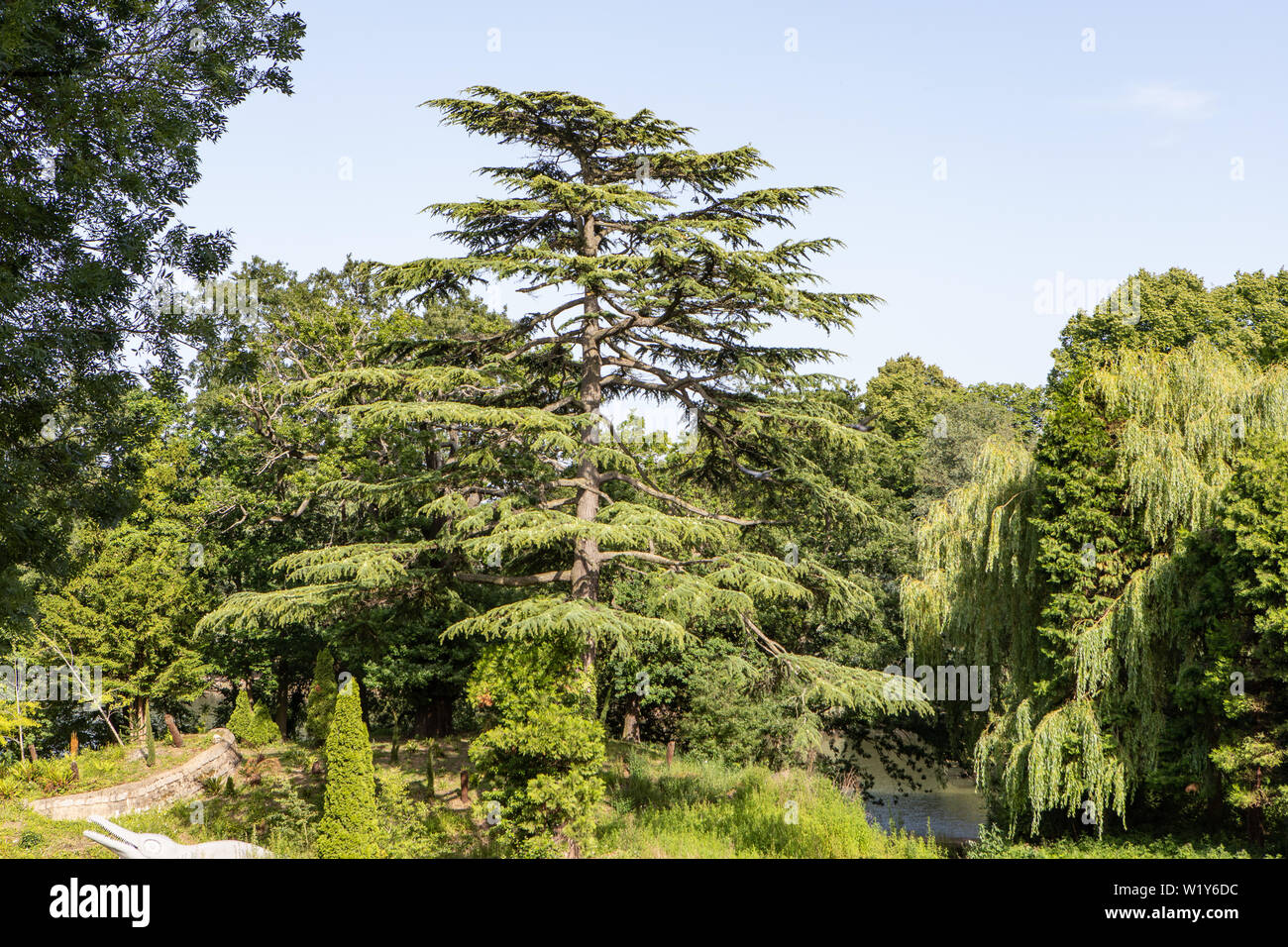 Albero di cedro del libano immagini e fotografie stock ad alta ...