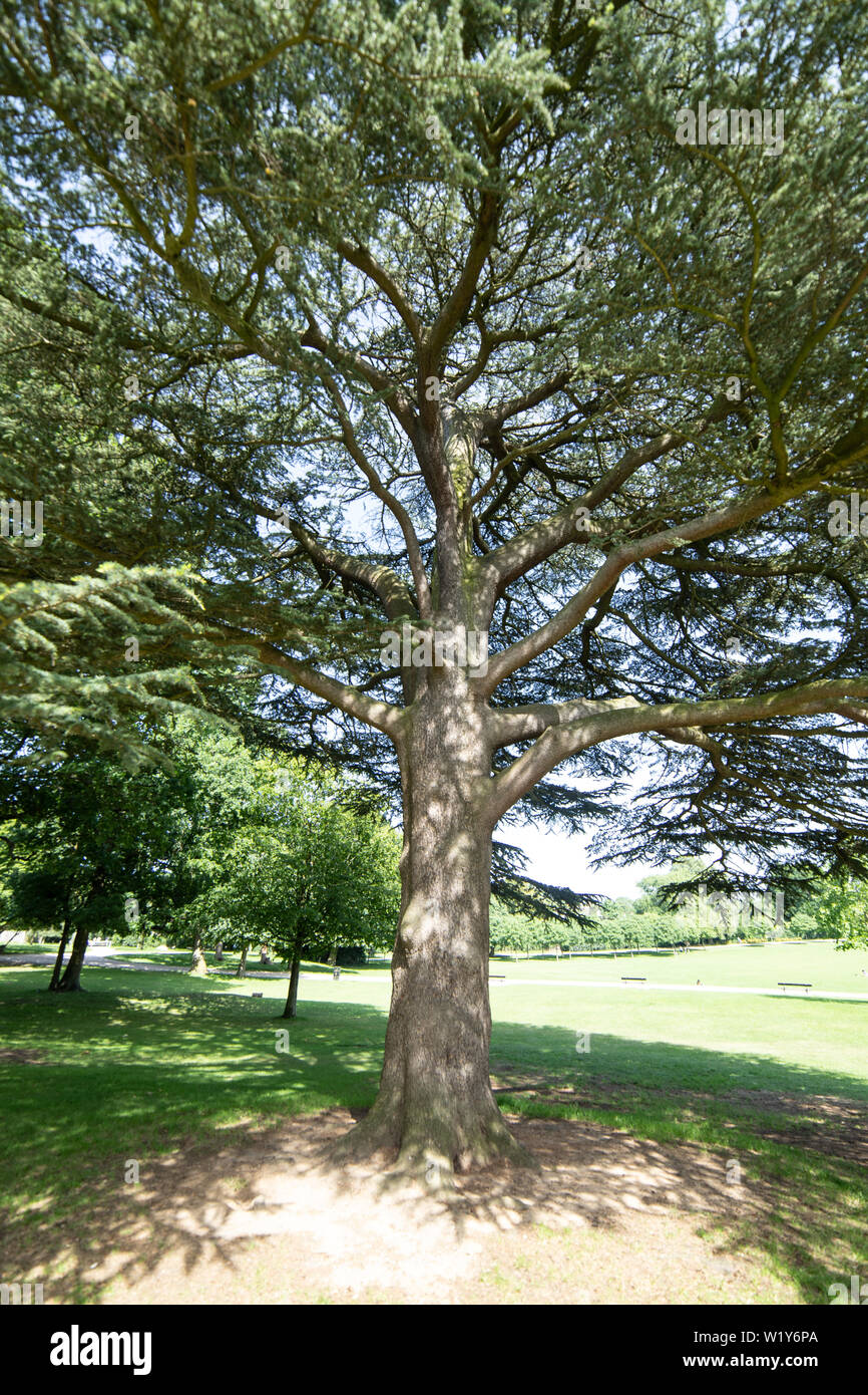 Enorme albero di cedro immagini e fotografie stock ad alta risoluzione ...