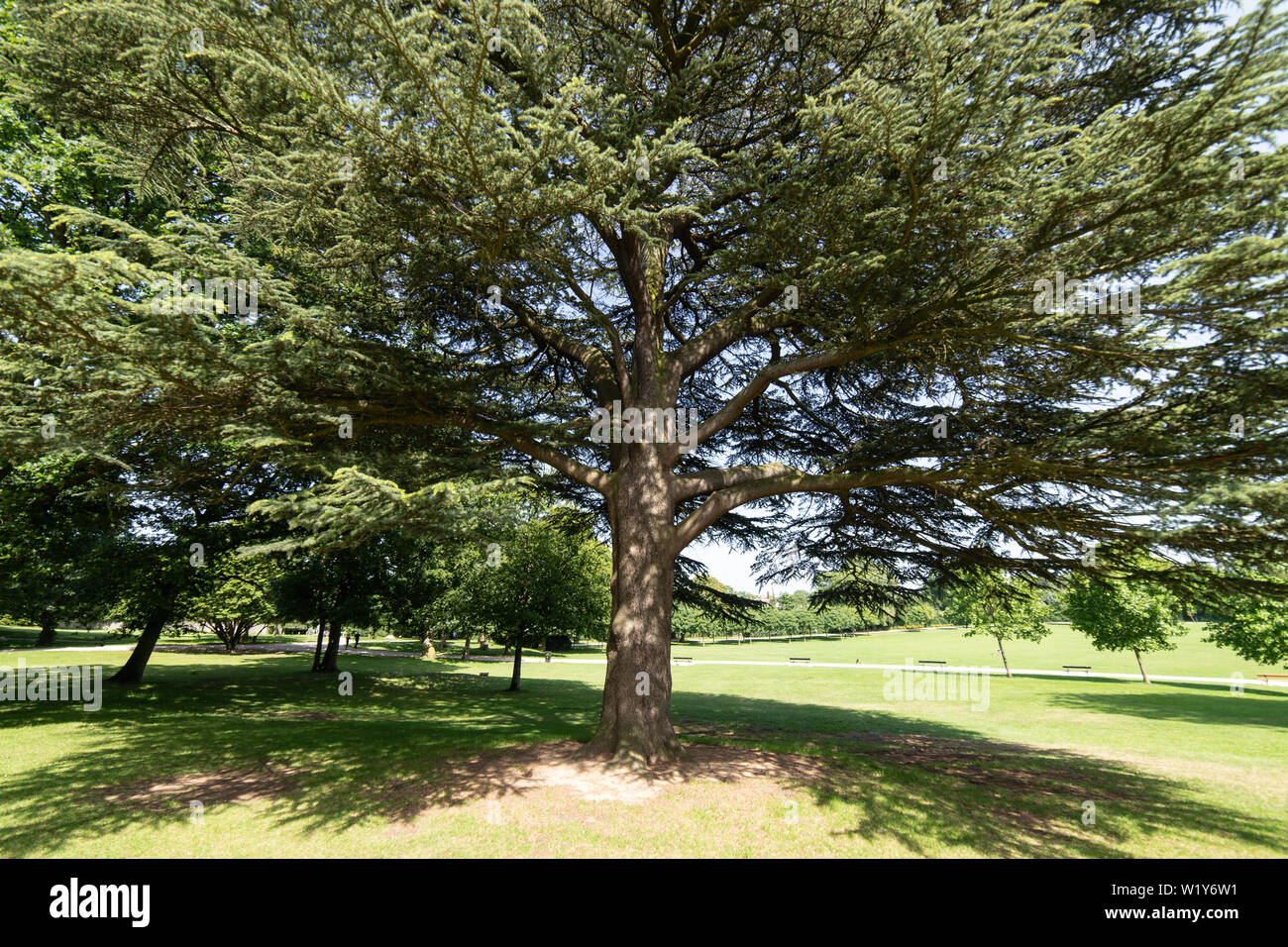 Enorme albero di cedro immagini e fotografie stock ad alta risoluzione ...