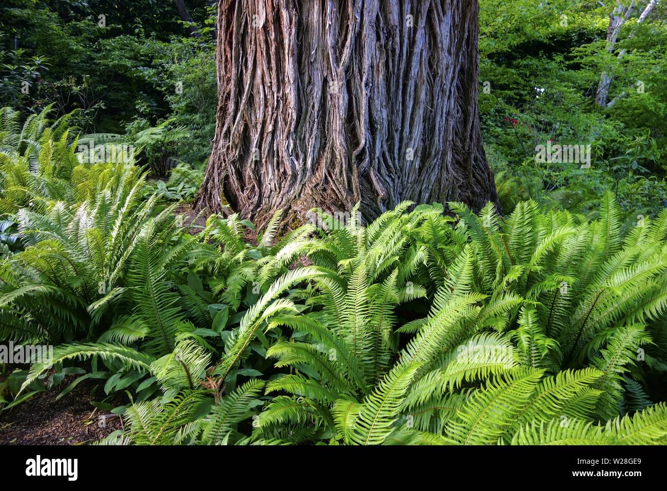 Albero di cedro gigante immagini e fotografie stock ad alta risoluzione ...