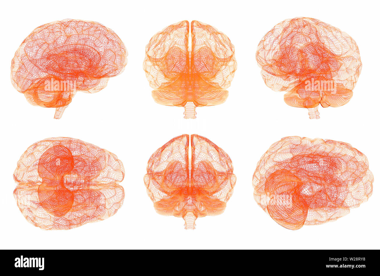 Anatomia del cervello umano immagini e fotografie stock ad alta ...
