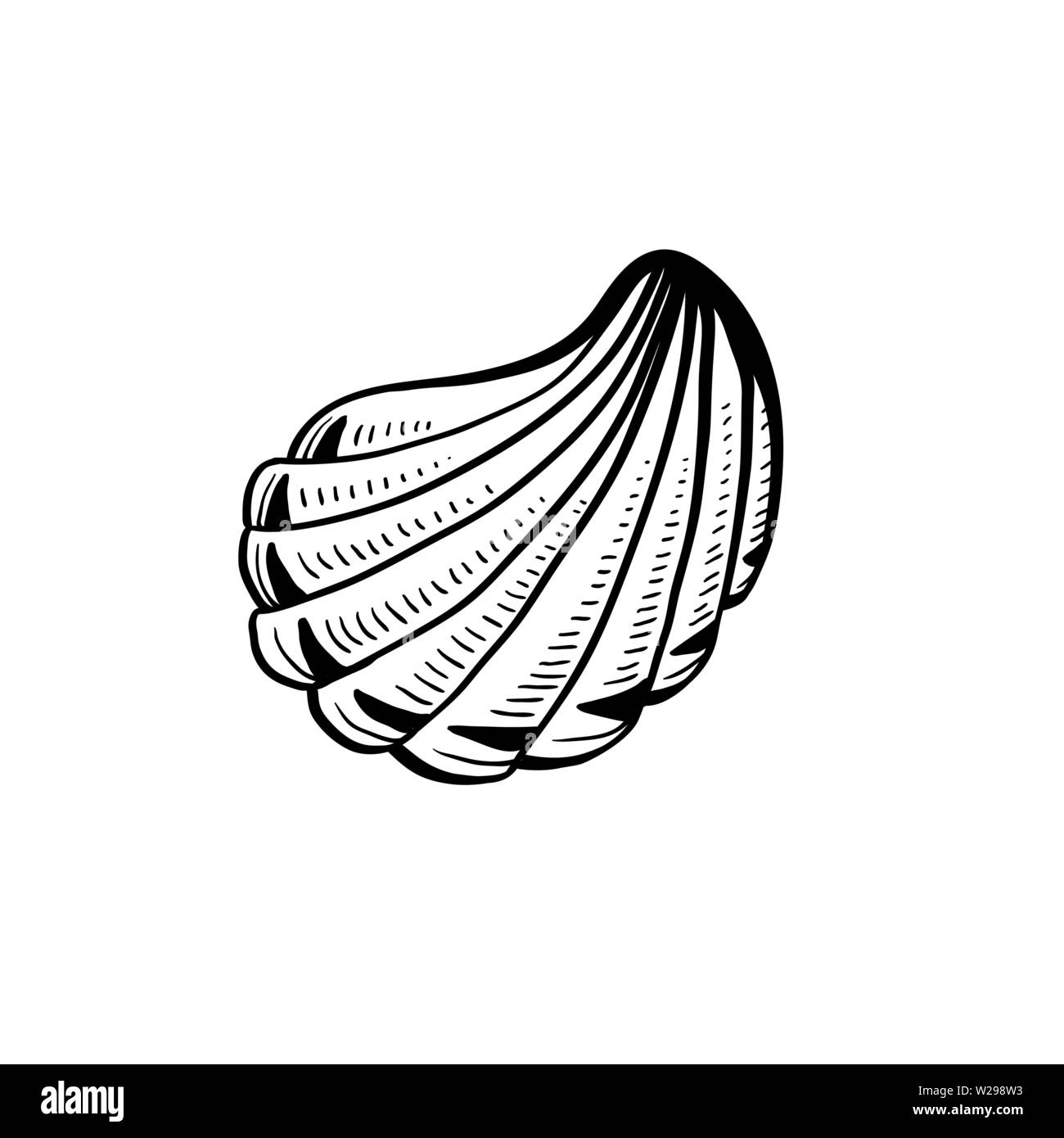 Murex angolare seashell disegnati a mano illustrazione. Seashore conch ...