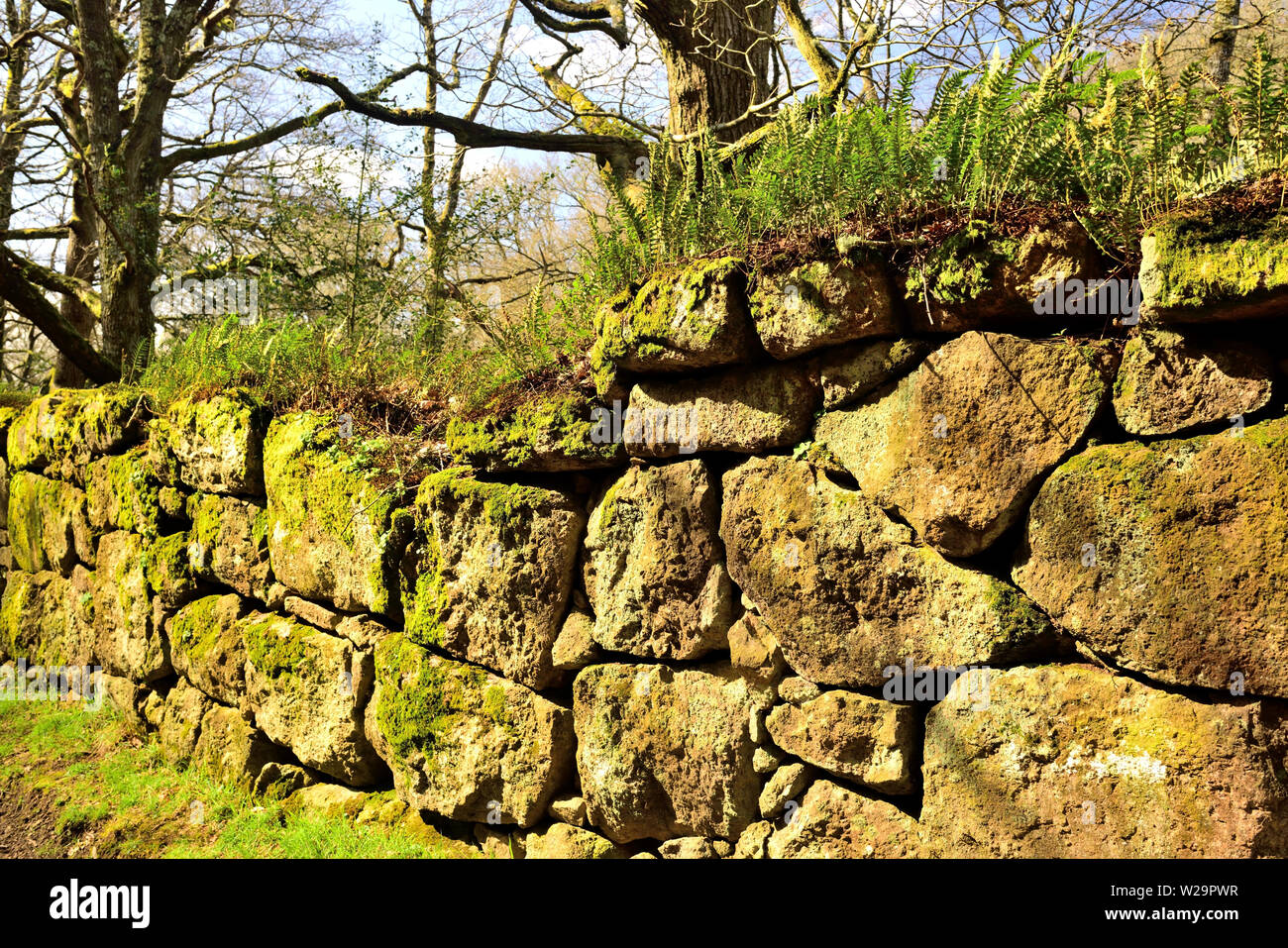 Muschio sui muri immagini e fotografie stock ad alta risoluzione - Alamy