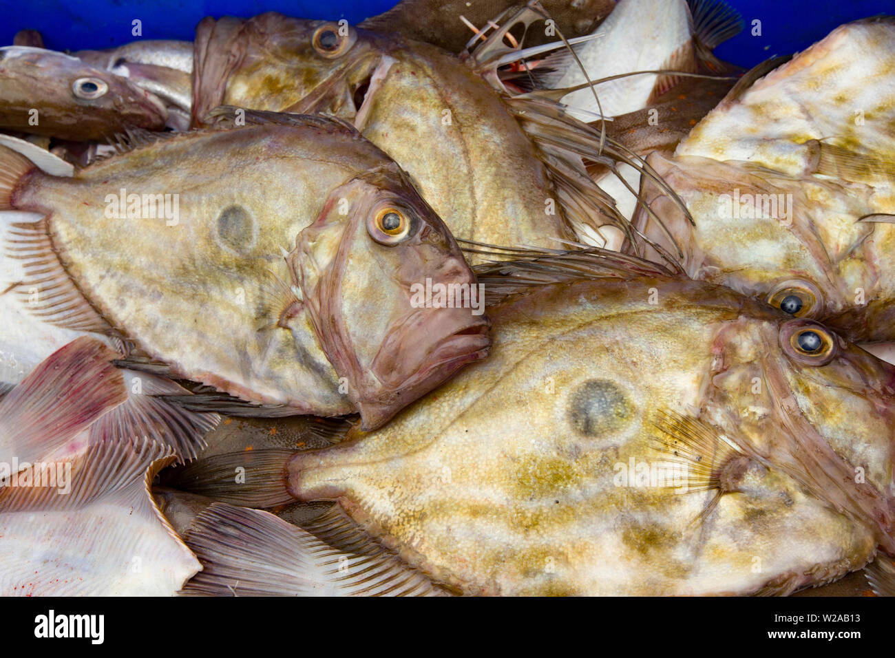 Fresh fish uk immagini e fotografie stock ad alta risoluzione - Alamy