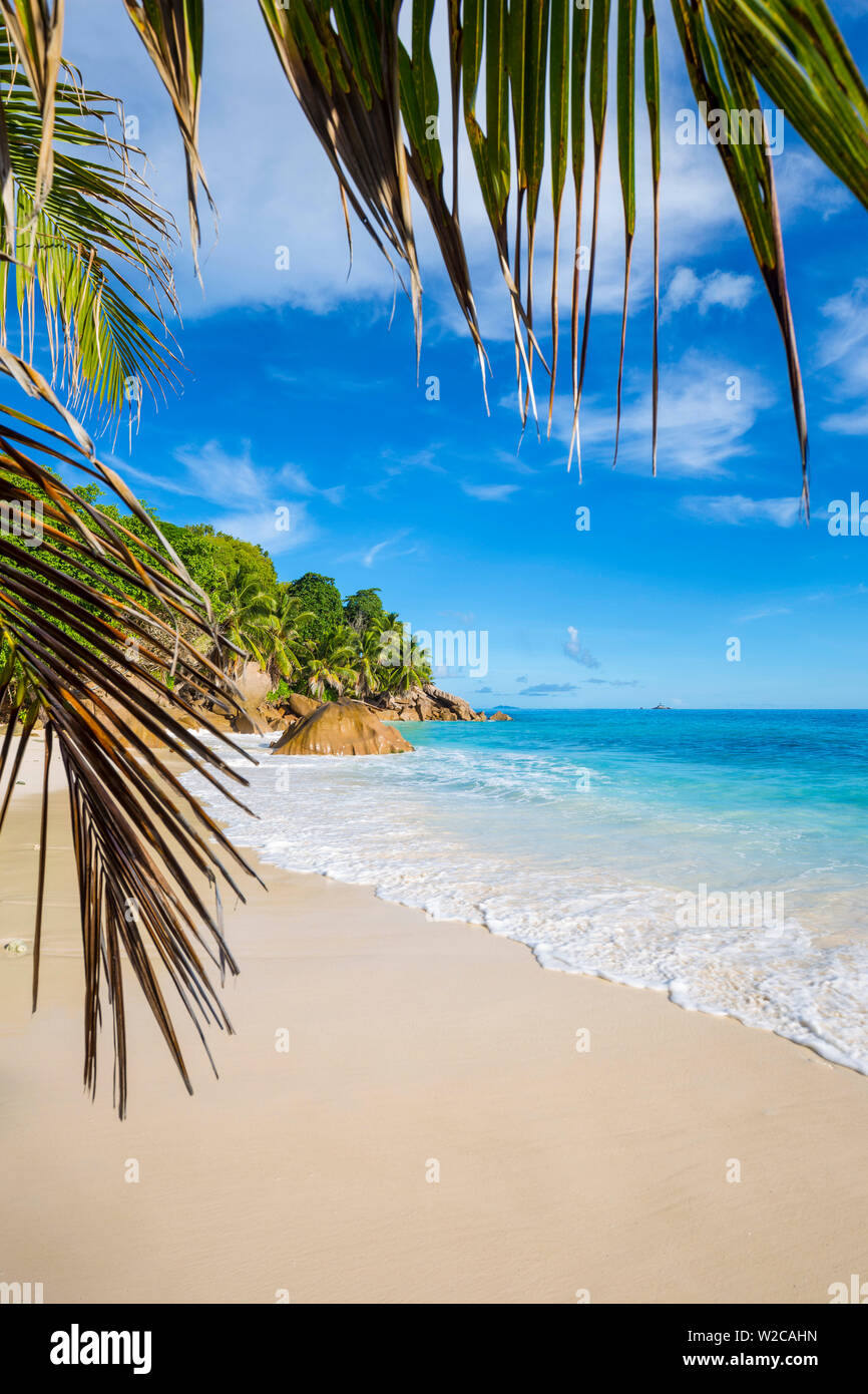 Le onde della spiaggia tropicale dell'isola delle palme immagini e ...