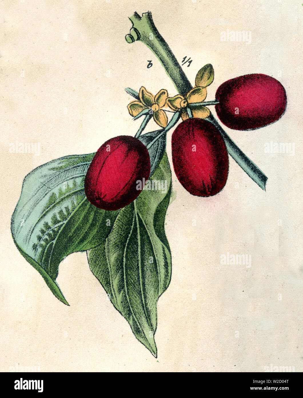 Cornus mas illustration immagini e fotografie stock ad alta risoluzione ...