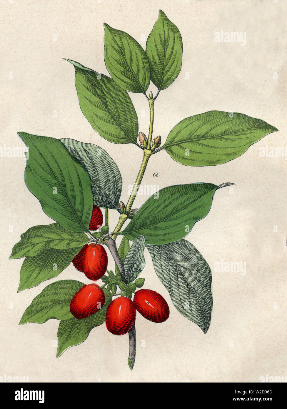 Cornus mas illustration immagini e fotografie stock ad alta risoluzione ...