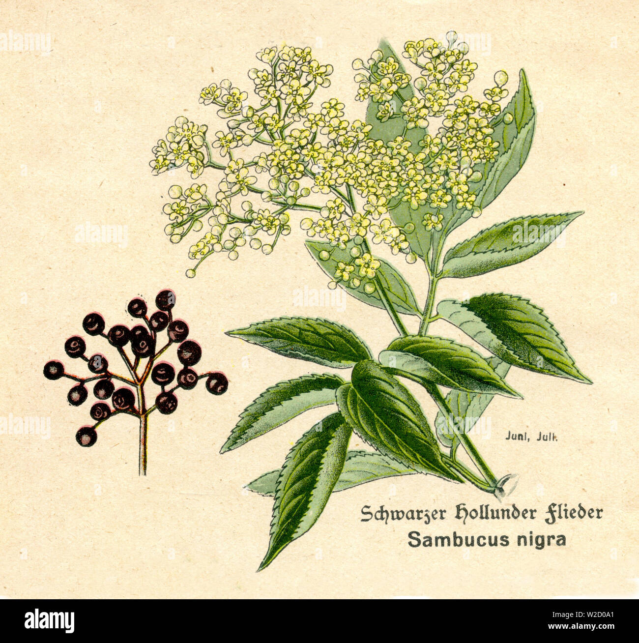 Sambucus nigra holler holunder immagini e fotografie stock ad alta ...