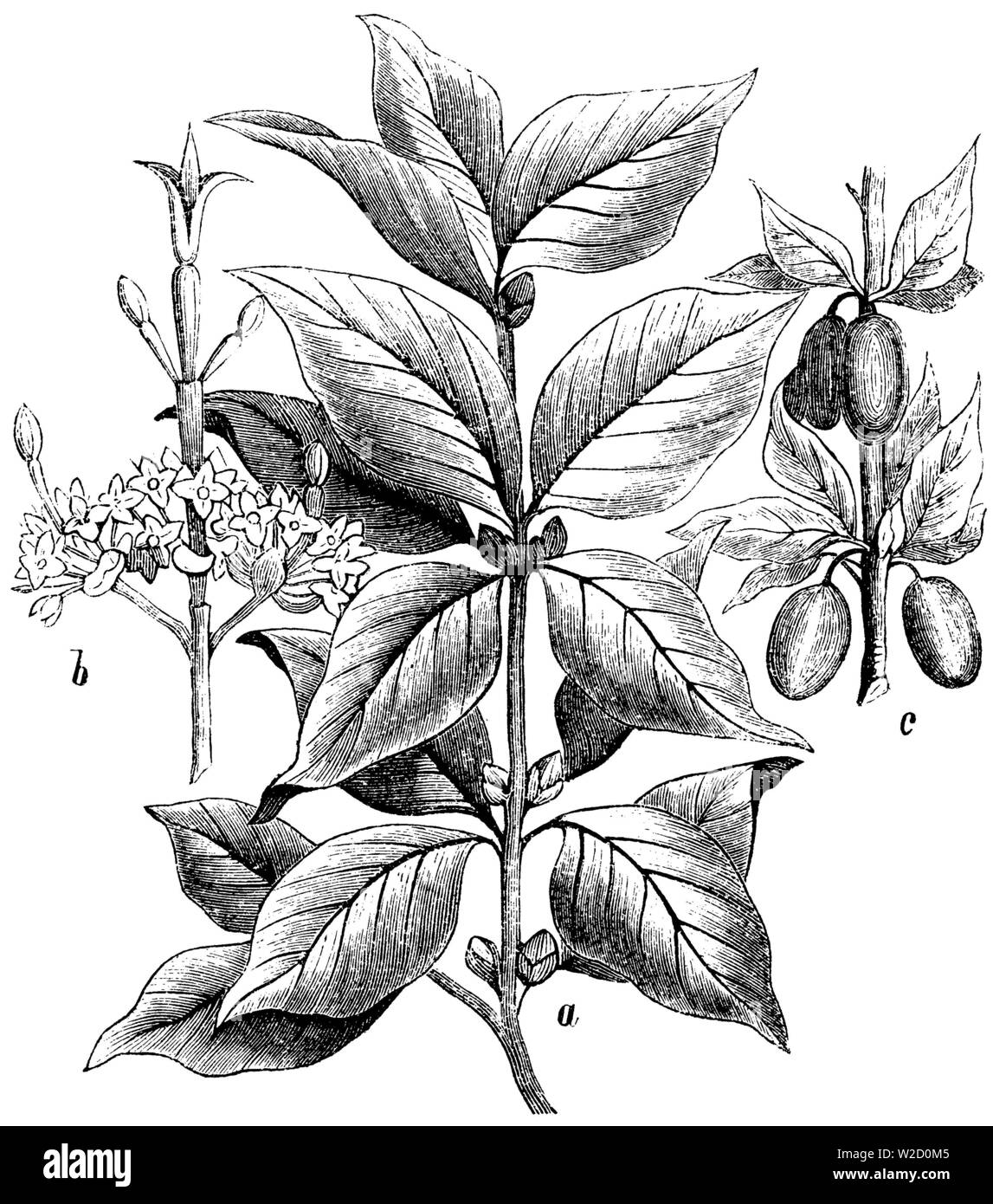 Cornus mas illustration immagini e fotografie stock ad alta risoluzione ...