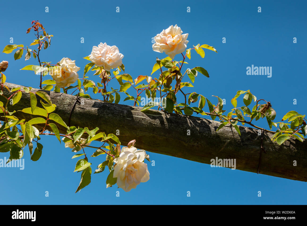 Pianta rampicante con fiori blu immagini e fotografie stock ad alta ...
