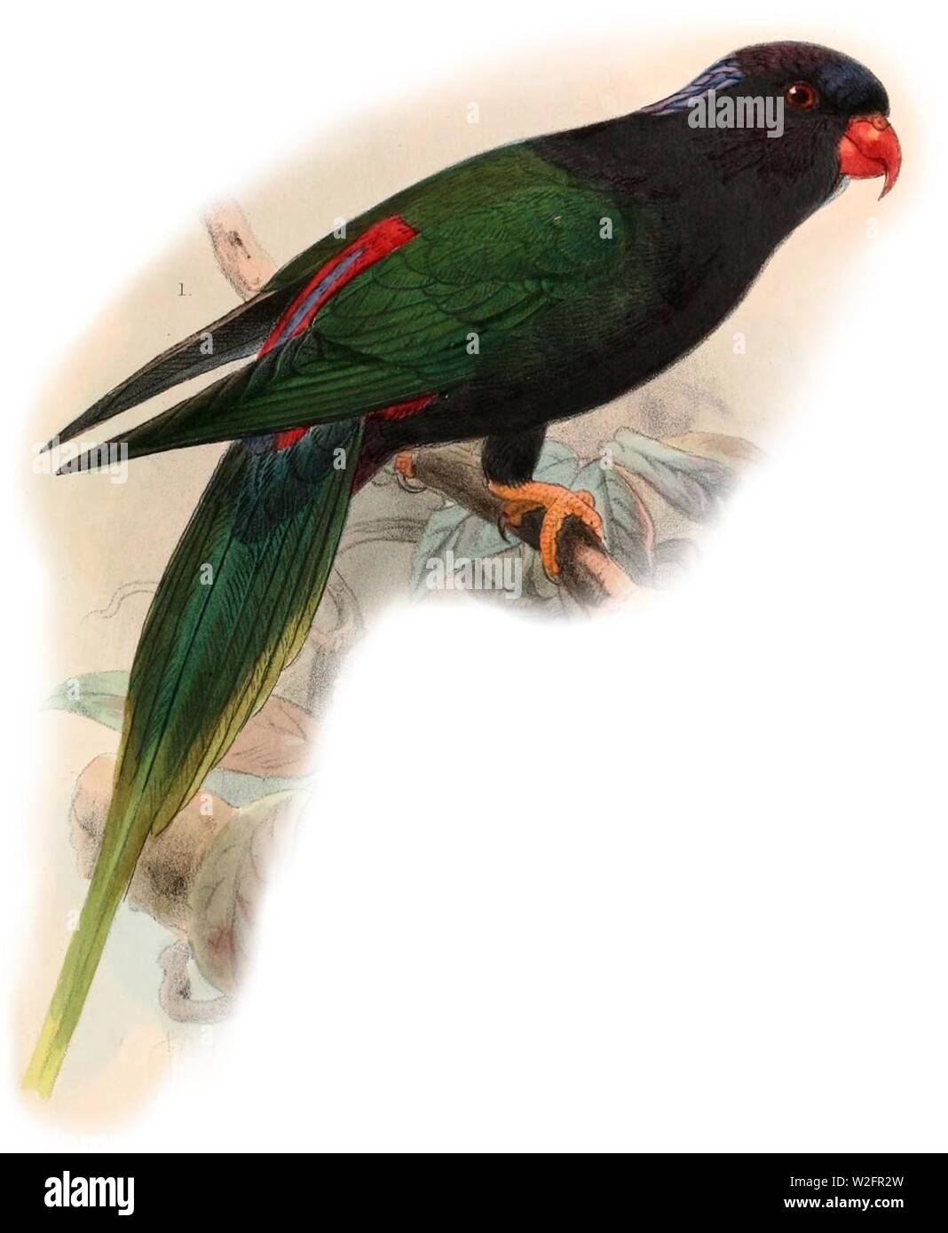 Charmosyna papou immagini e fotografie stock ad alta risoluzione - Alamy