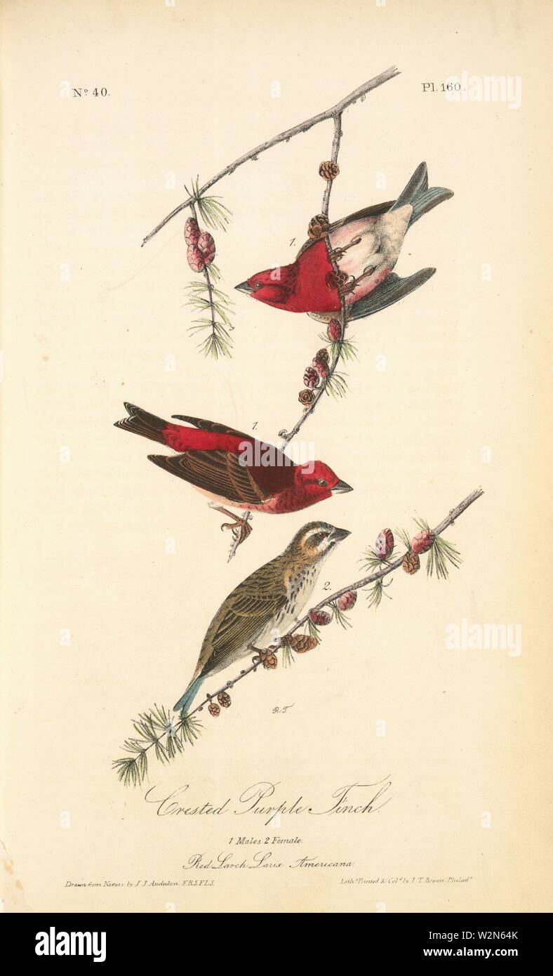 Disegno di larice immagini e fotografie stock ad alta risoluzione - Alamy