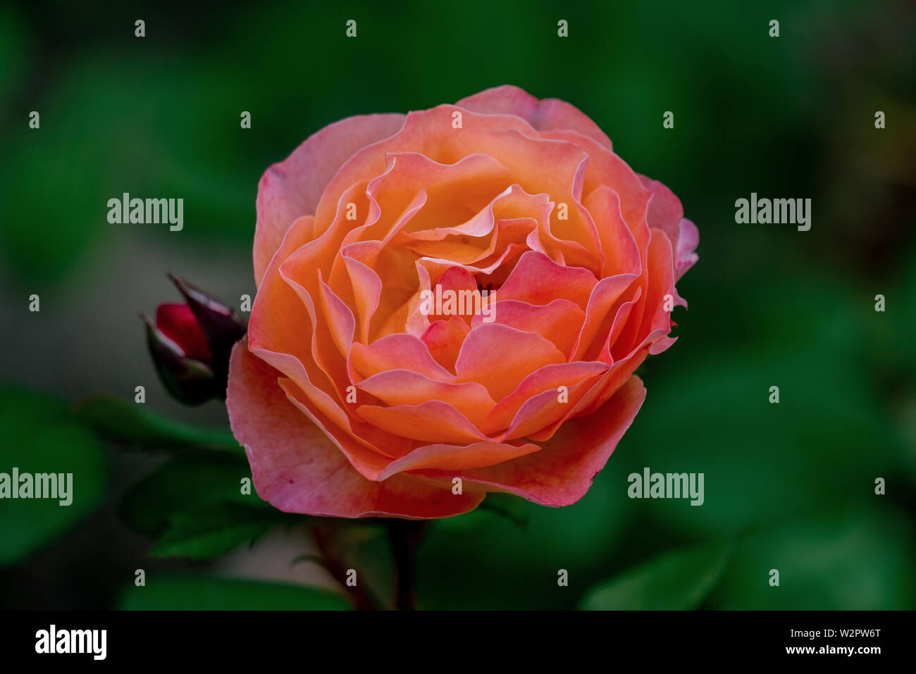 Emma rose immagini e fotografie stock ad alta risoluzione - Alamy