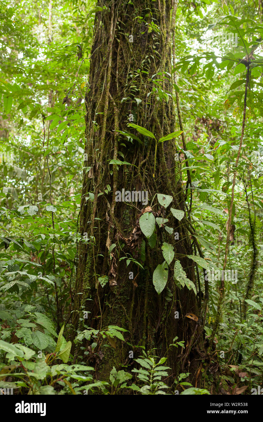 Lussureggiante giungla della foresta pluviale della malesia immagini e ...