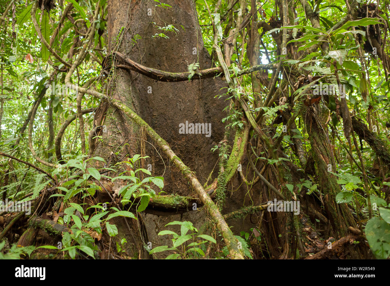 Lussureggiante giungla della foresta pluviale della malesia immagini e ...