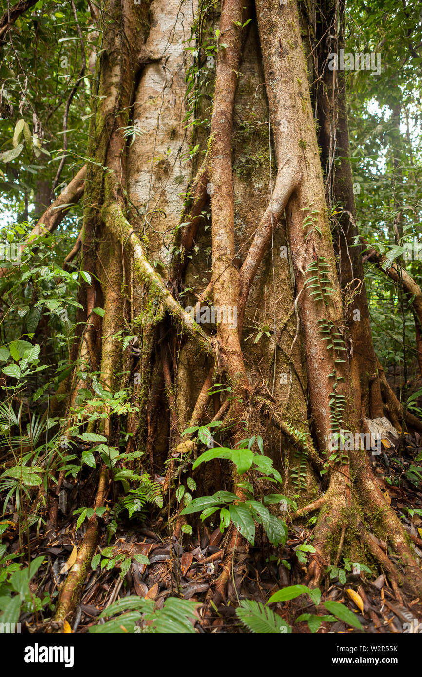 Lussureggiante giungla della foresta pluviale della malesia immagini e ...