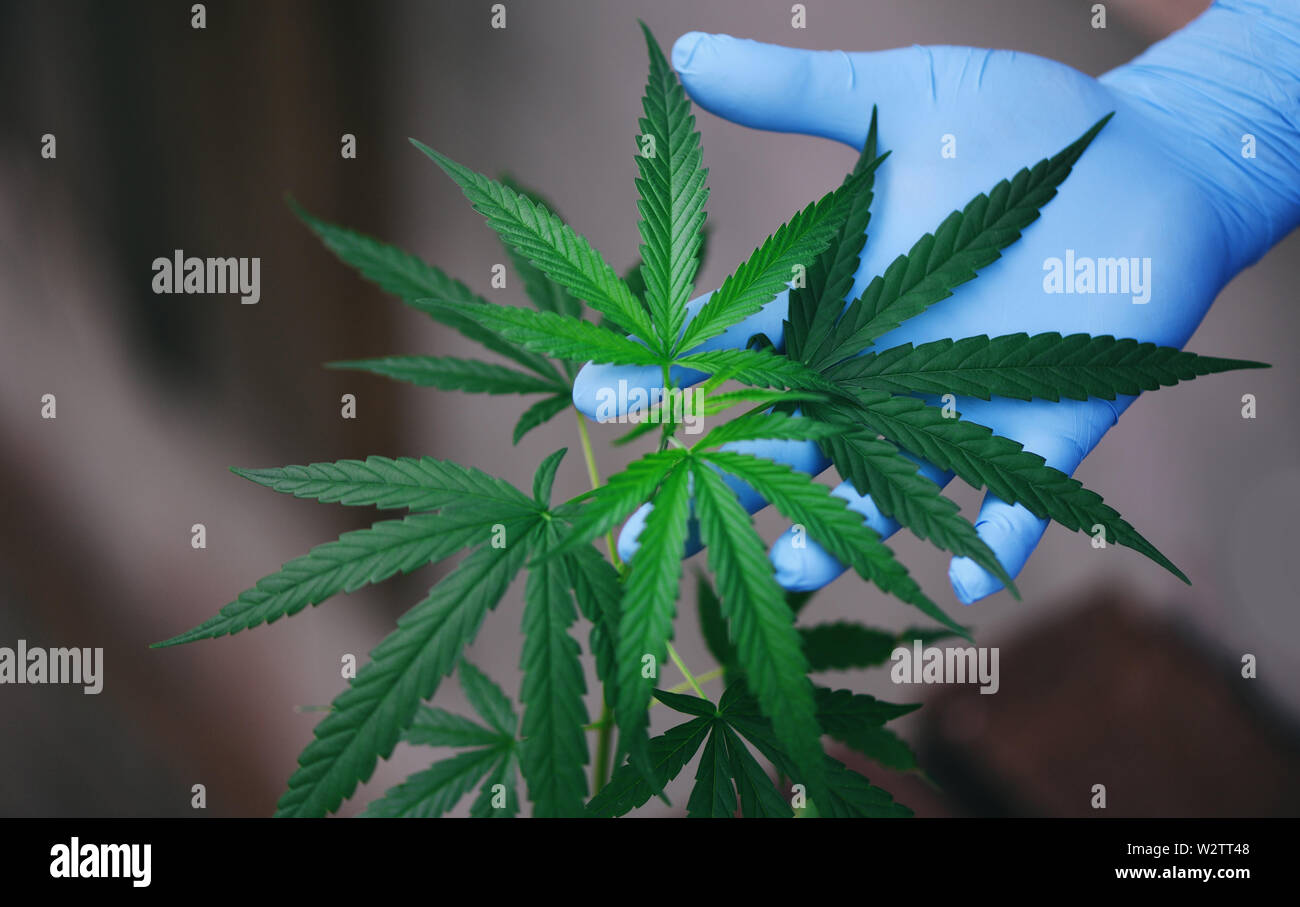 Mano foglie di marijuana pianta di cannabis albero che cresce su ...