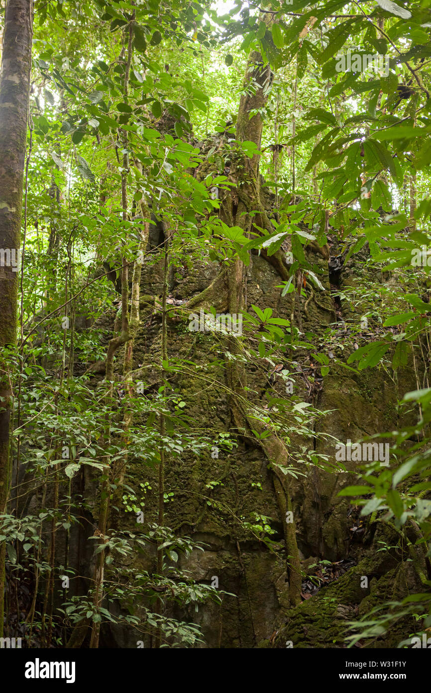 Lussureggiante giungla della foresta pluviale della malesia immagini e ...