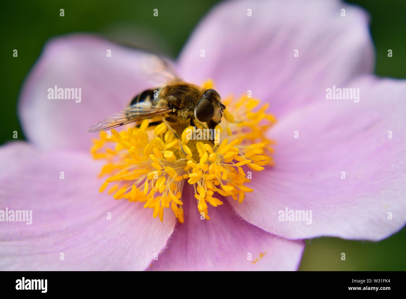 Ape giapponese immagini e fotografie stock ad alta risoluzione - Alamy