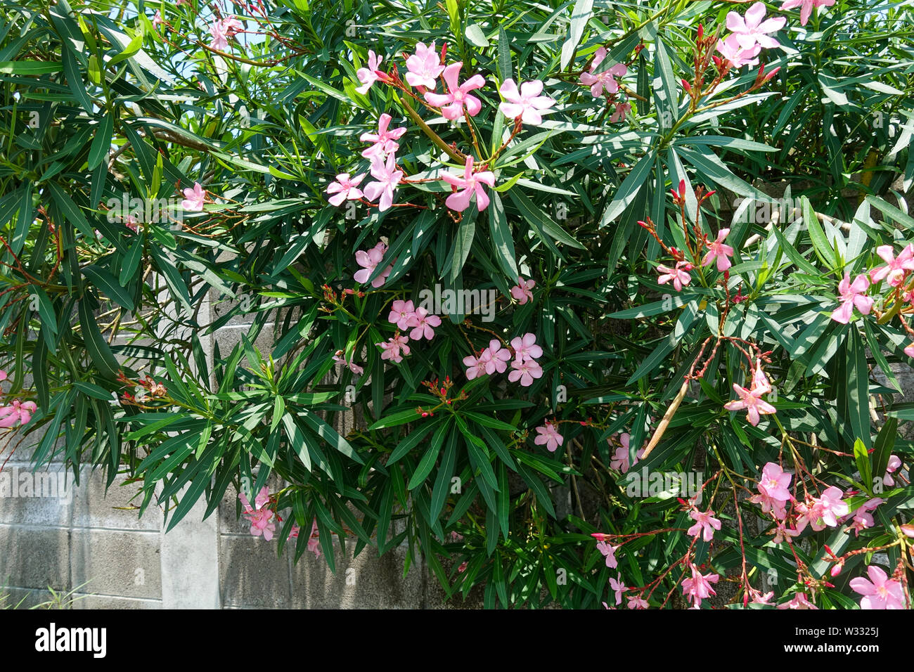 Bellezza del pergolato immagini e fotografie stock ad alta risoluzione ...