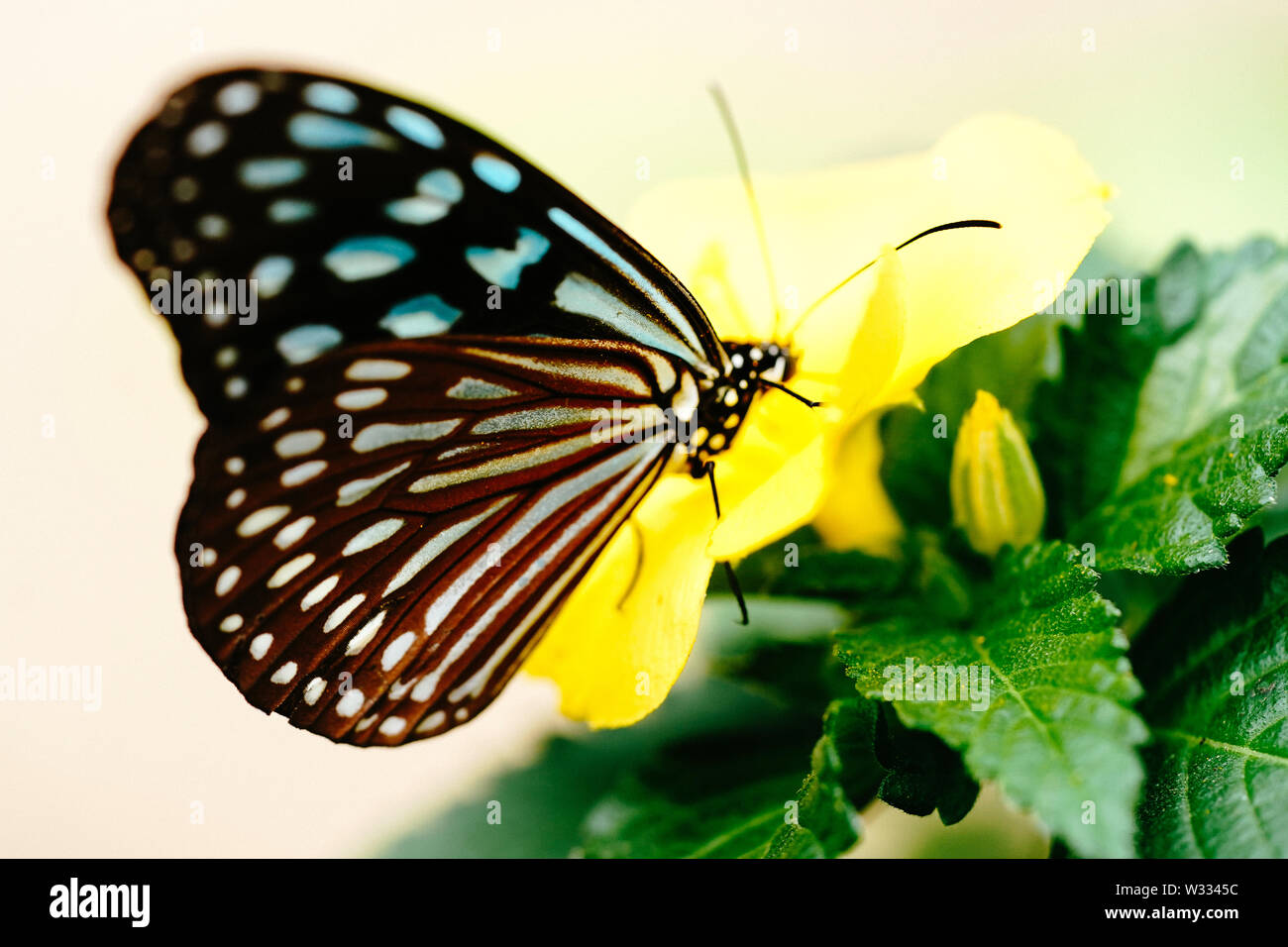 Tigre di ceylon immagini e fotografie stock ad alta risoluzione - Alamy