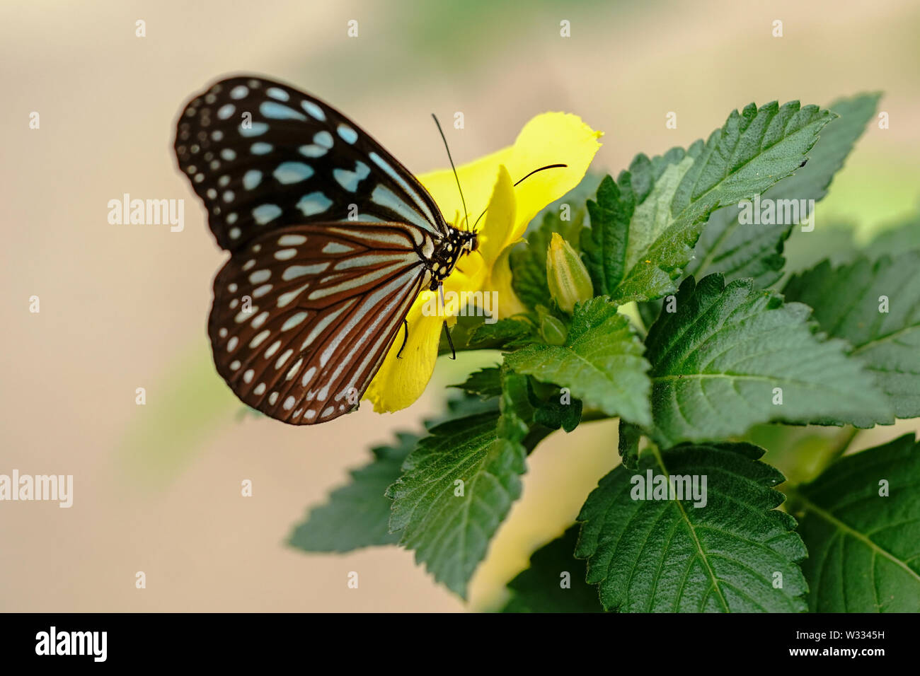 Tigre di ceylon immagini e fotografie stock ad alta risoluzione - Alamy