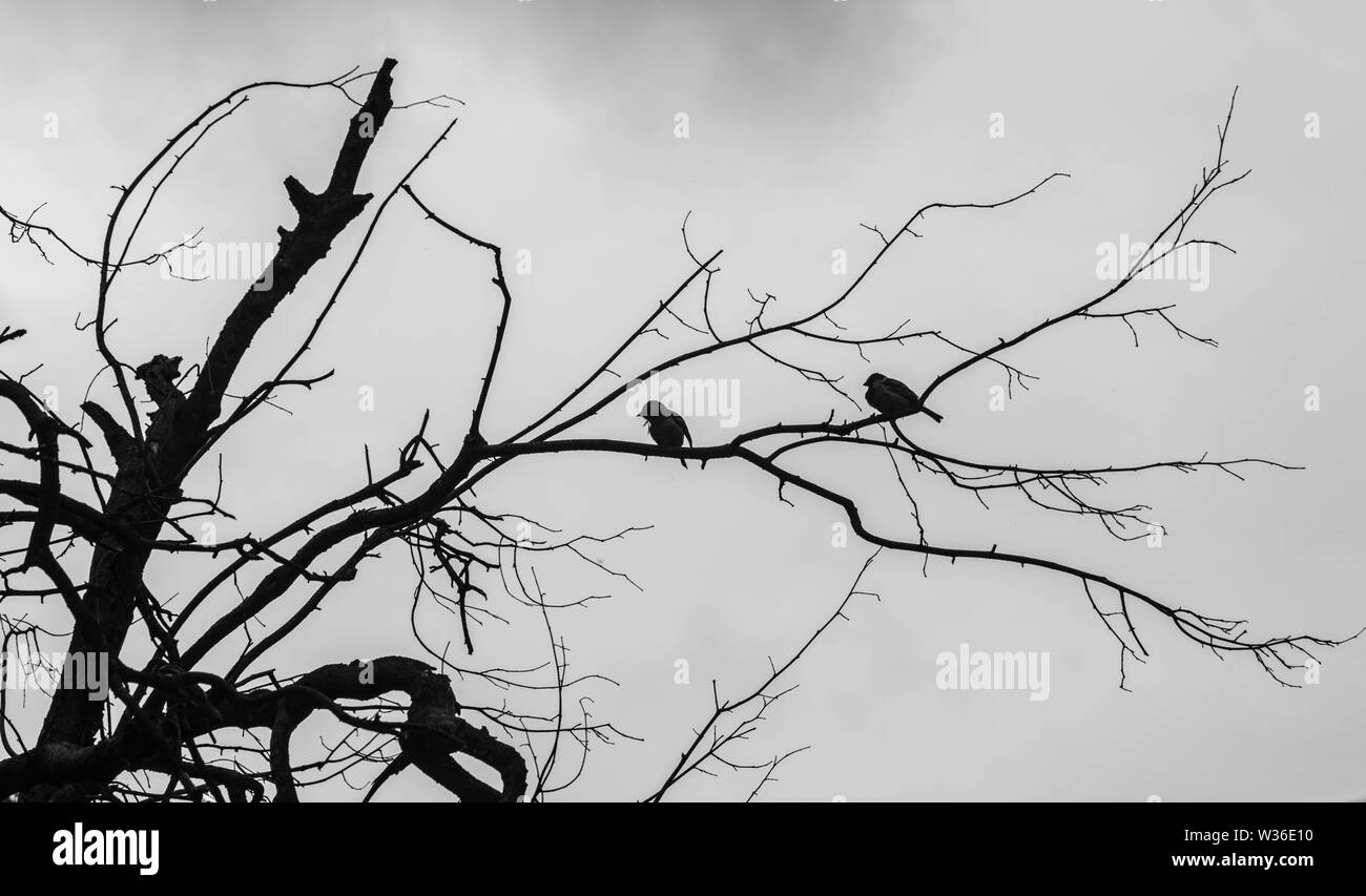 Uccelli da seme Foto e Immagini Stock in Bianco e Nero - Alamy