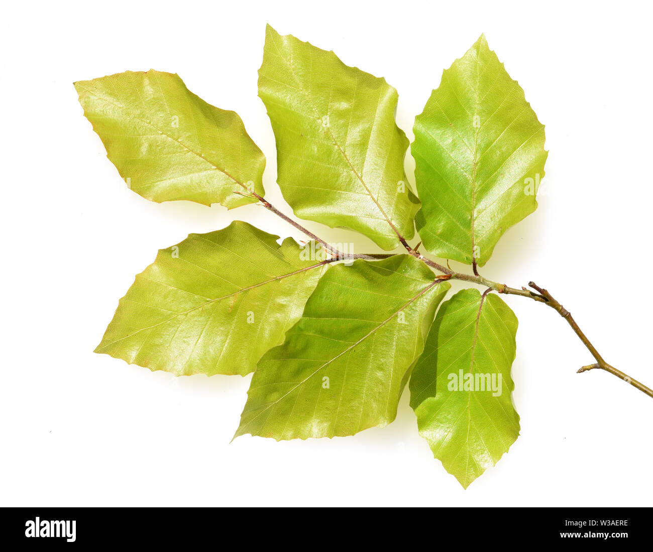Rotbuche fagus sylvatica immagini e fotografie stock ad alta ...