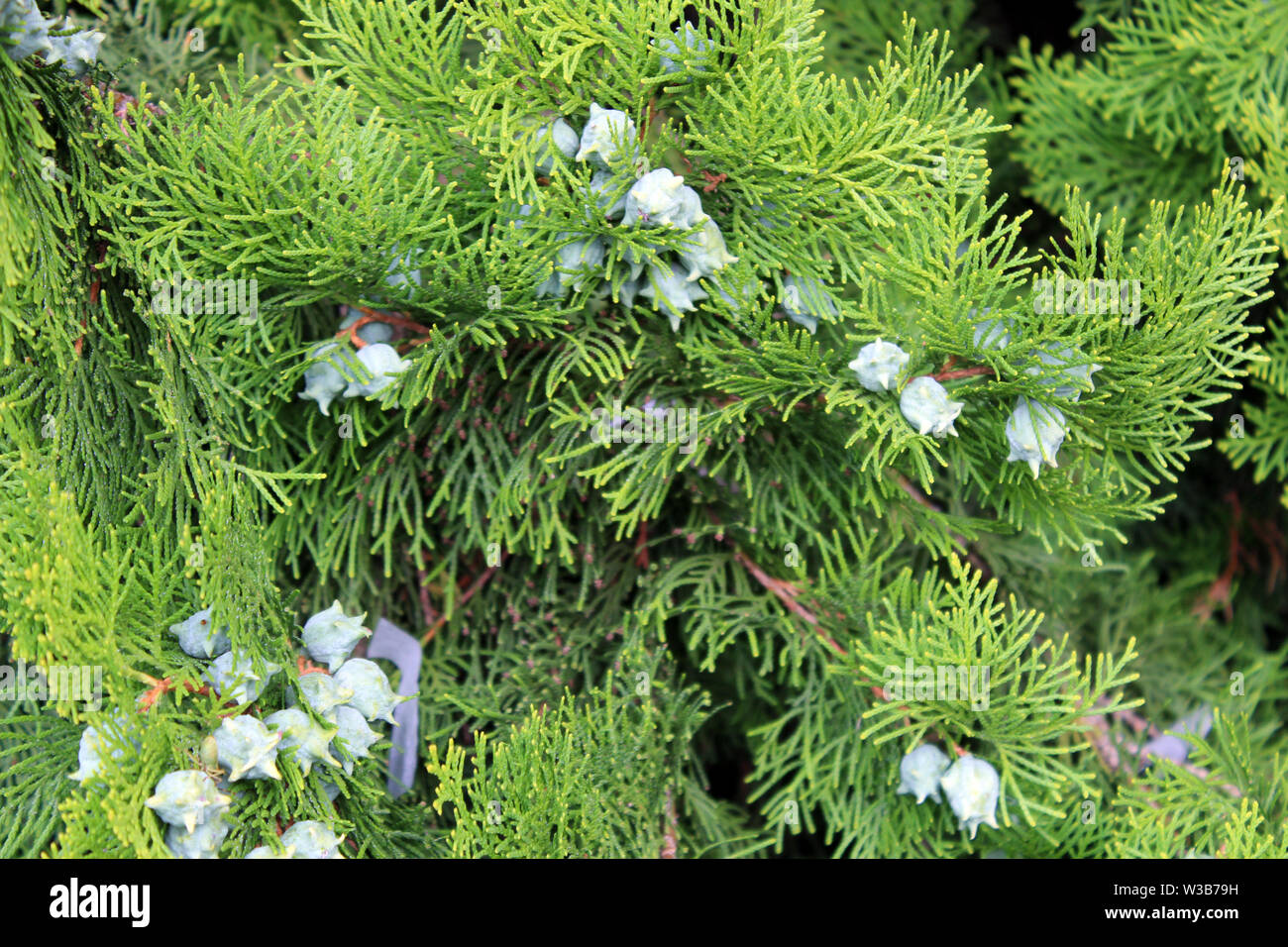 Cupressus leylandii immagini e fotografie stock ad alta risoluzione - Alamy