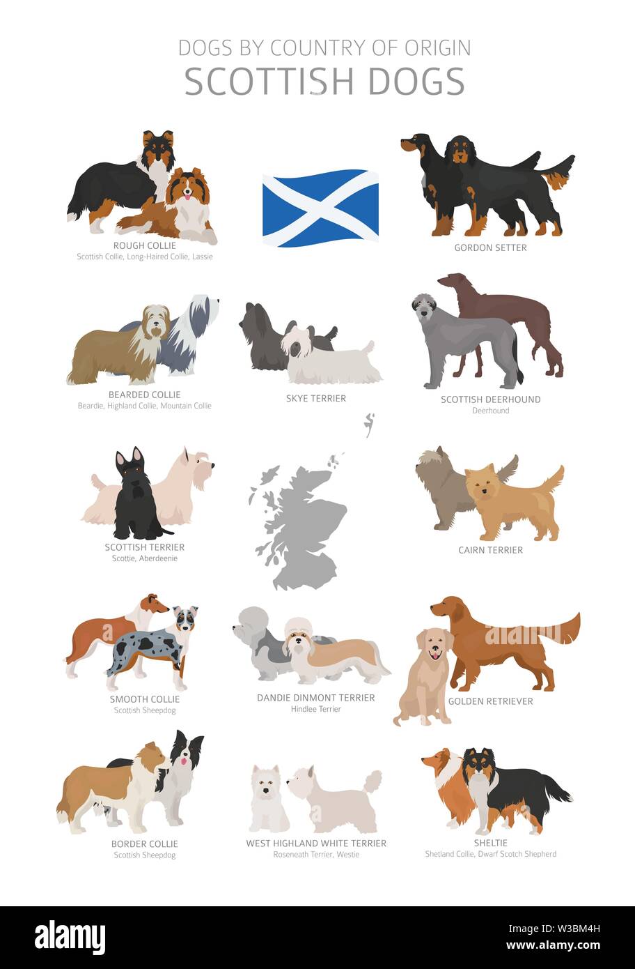 Scottish breeds of terrier immagini e fotografie stock ad alta ...