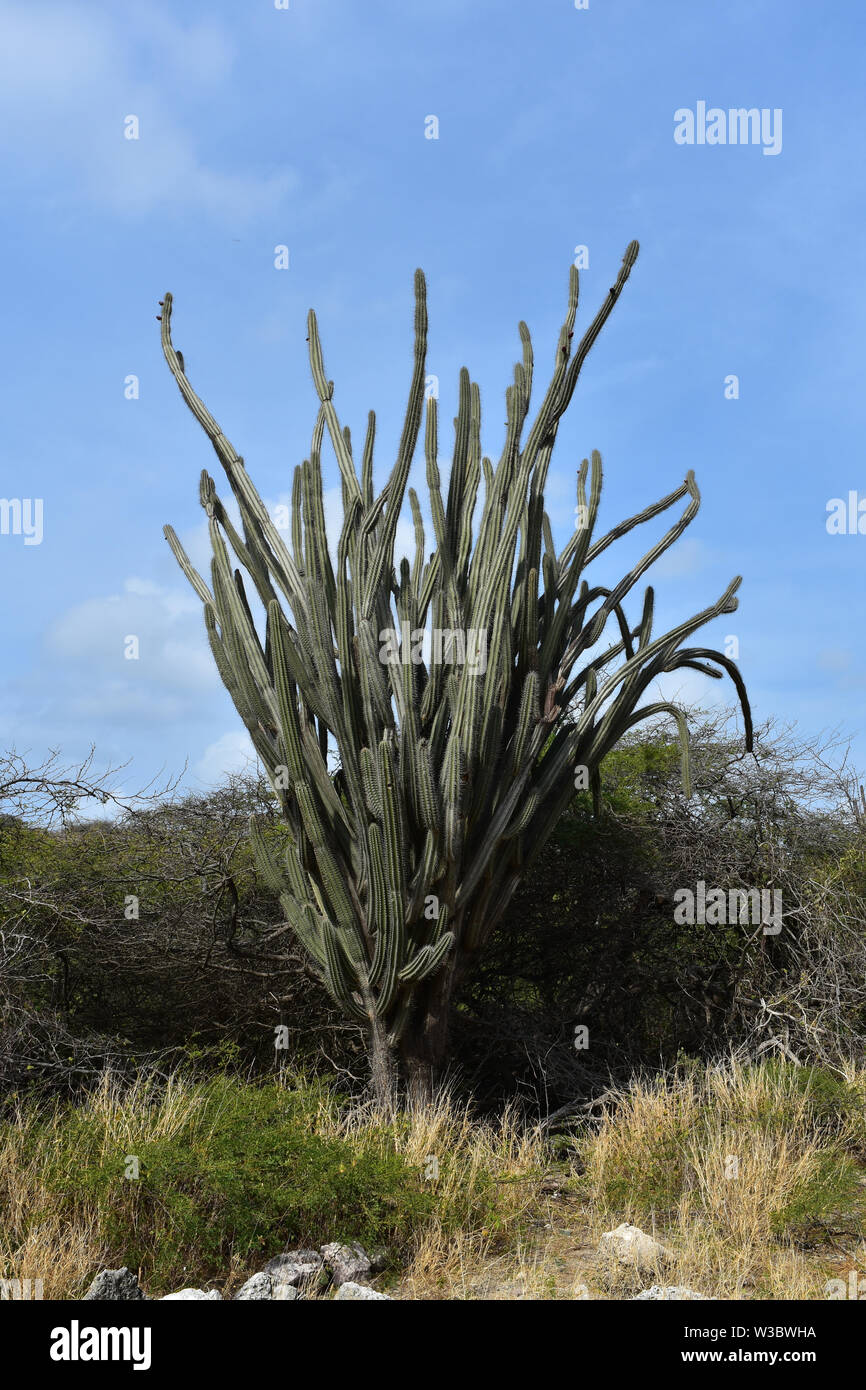 Cactus aruba immagini e fotografie stock ad alta risoluzione - Alamy