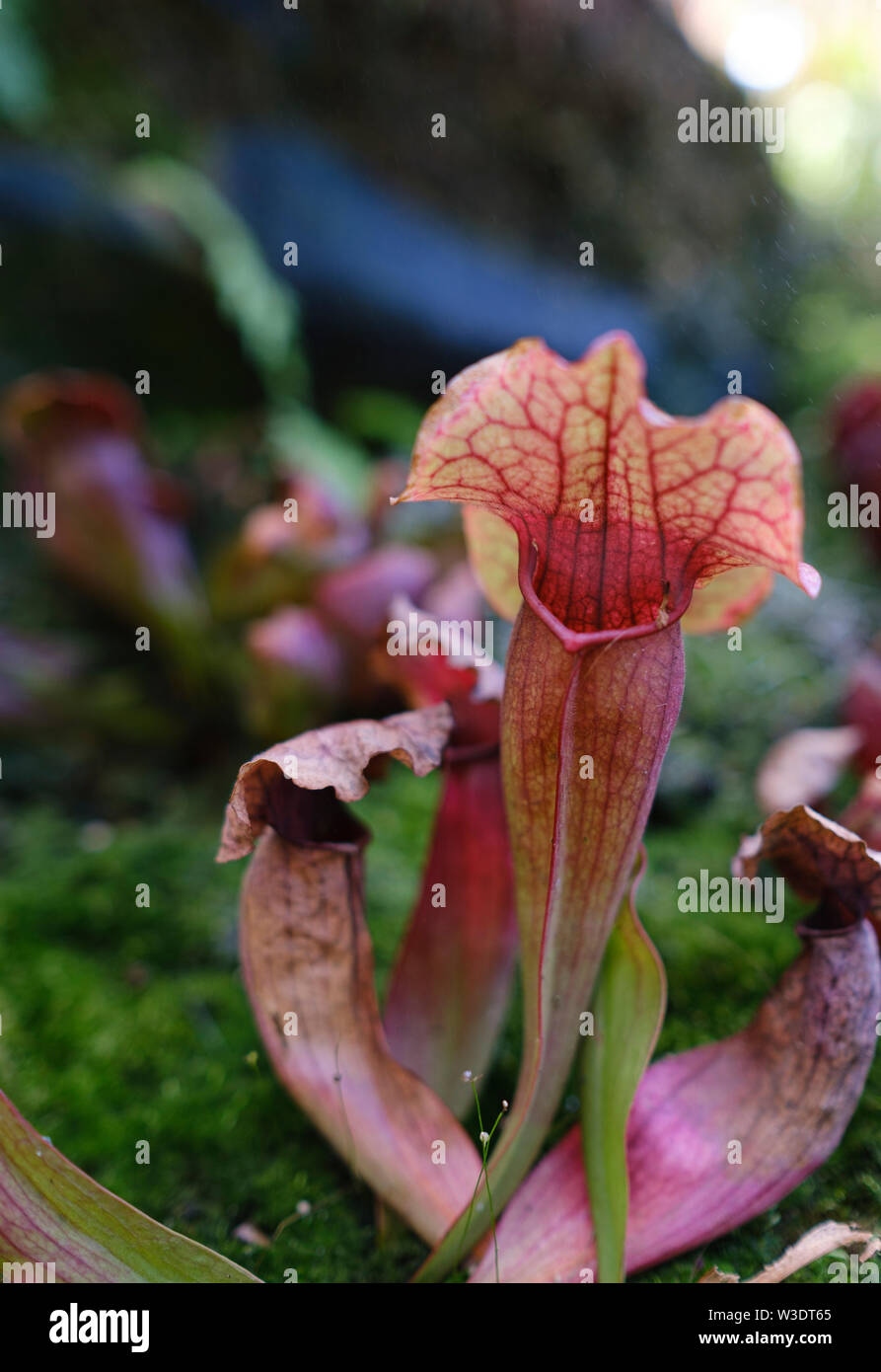 Pianta di brocca venosa immagini e fotografie stock ad alta risoluzione ...