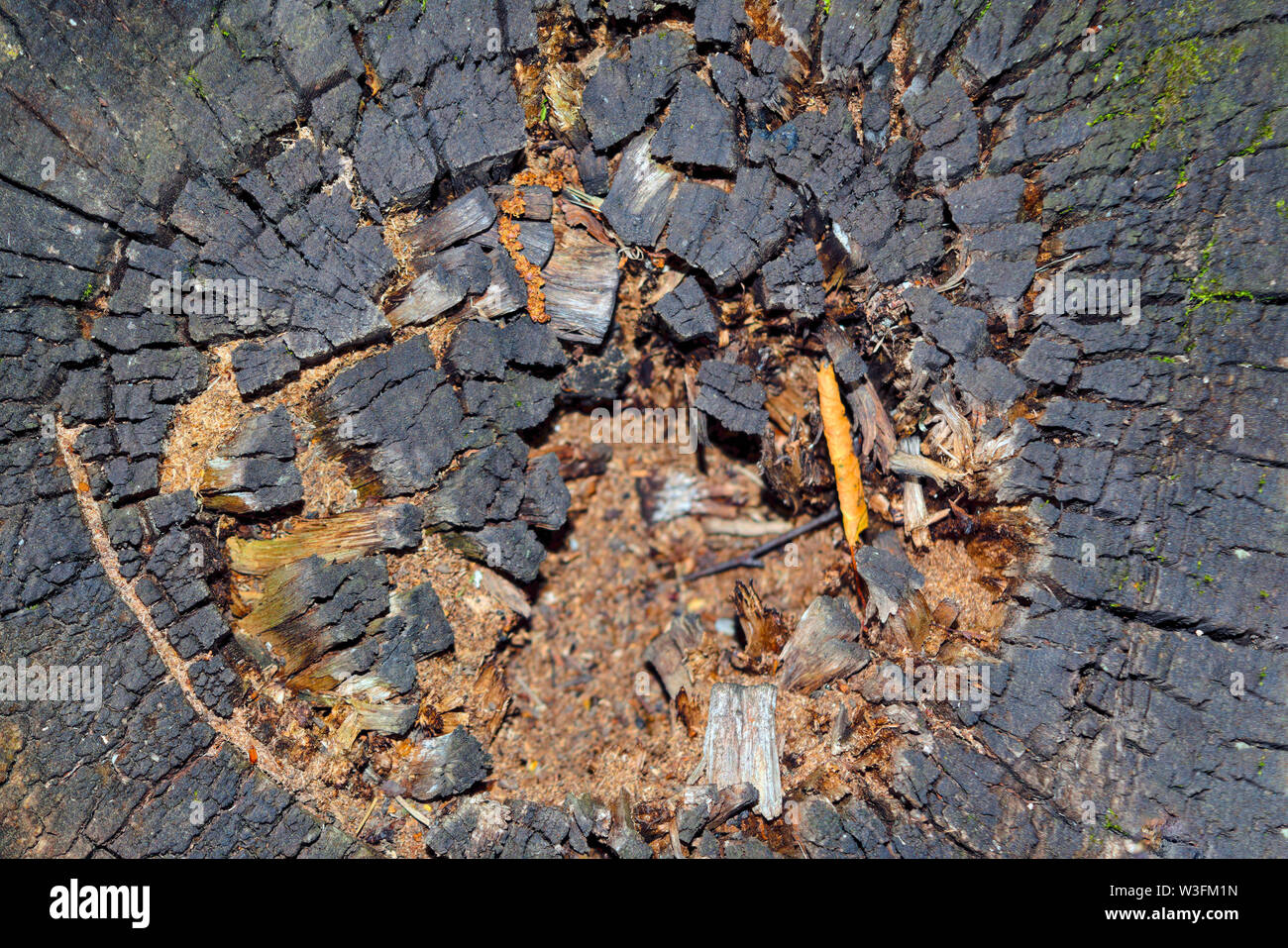 Vecchio albero moncone sfondo texture. Close-up di sezione trasversale ...