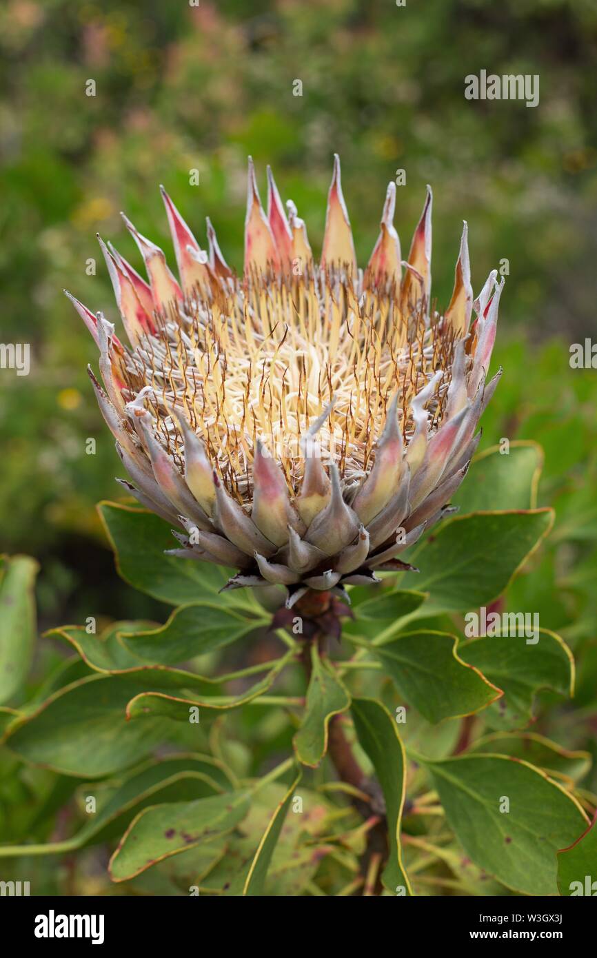King protea flower immagini e fotografie stock ad alta risoluzione - Alamy