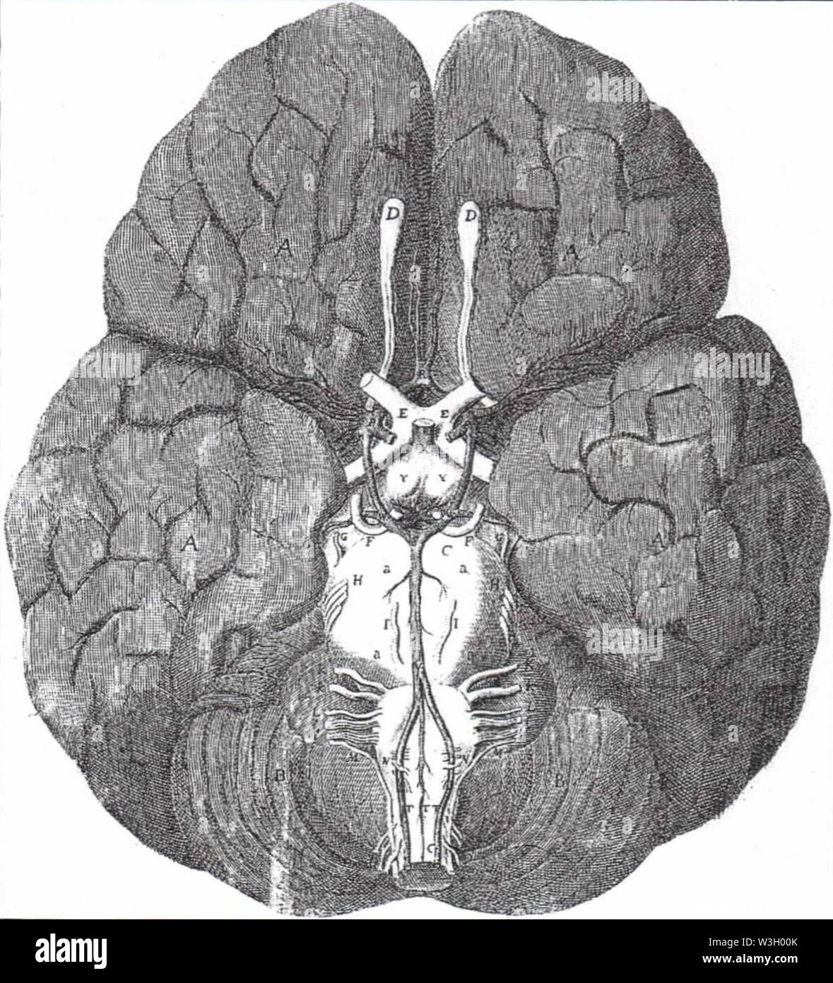 Circle of willis immagini e fotografie stock ad alta risoluzione - Alamy