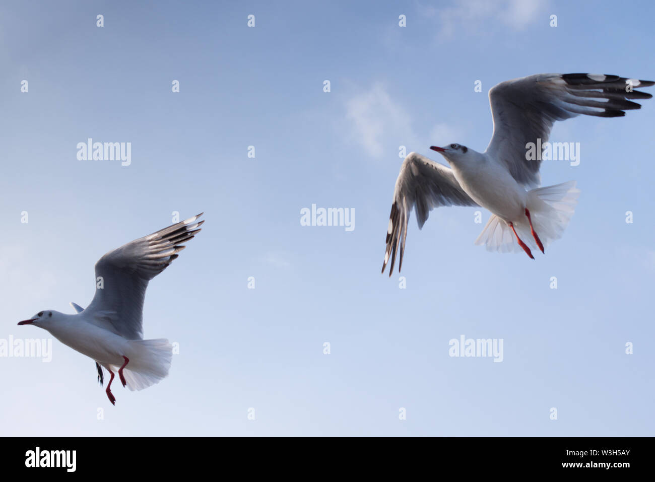 Gabbiani gabbiani gabbiani gabbiani al mare in volo immagini e ...