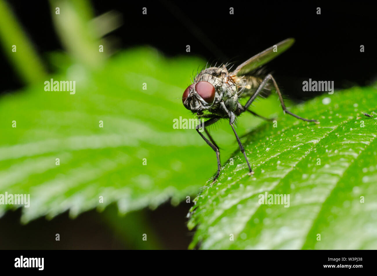 Piccola mosca domestica immagini e fotografie stock ad alta risoluzione ...