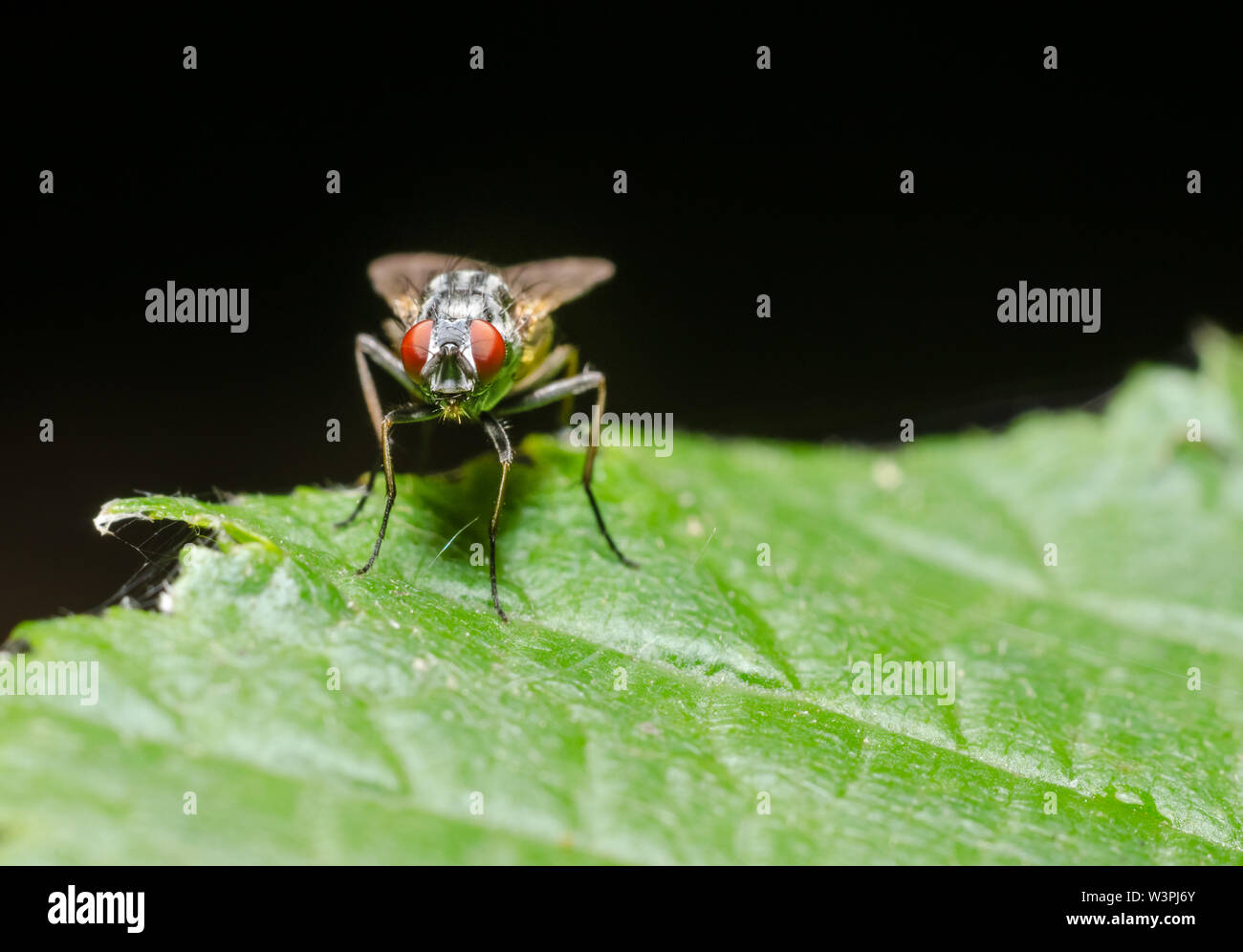 Piccola mosca domestica immagini e fotografie stock ad alta risoluzione ...