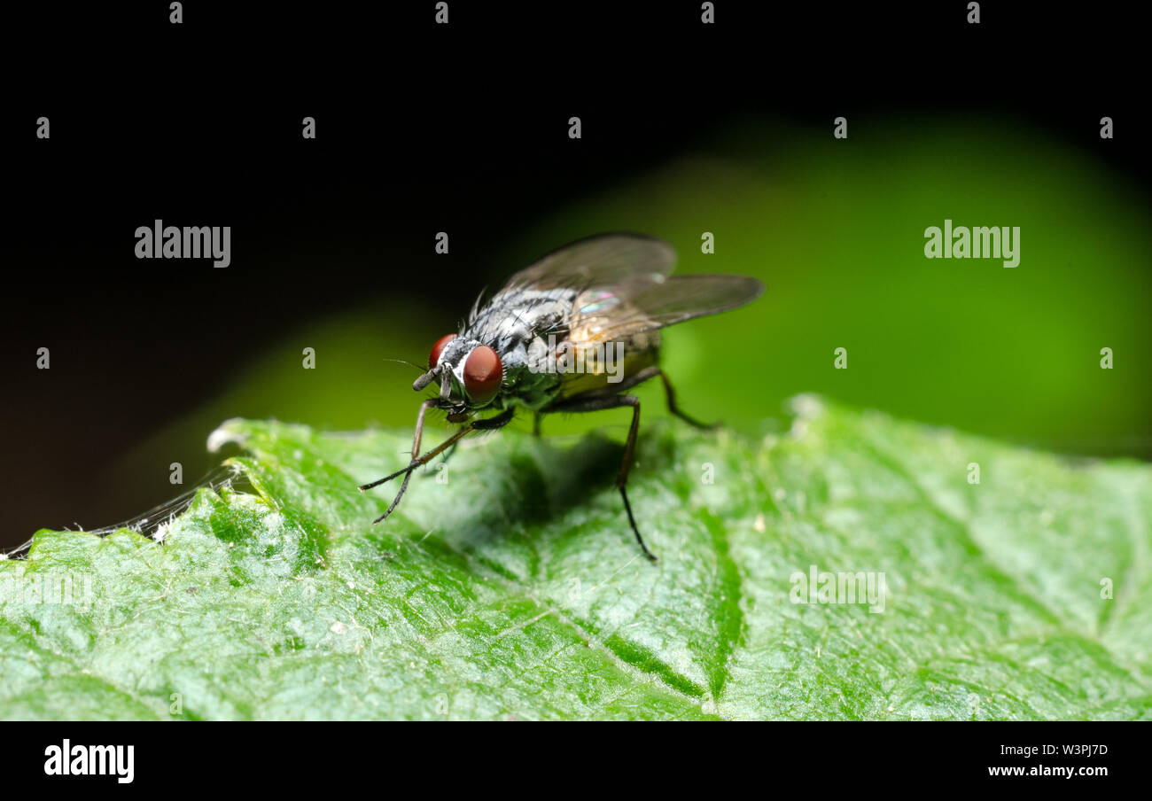 Piccola mosca domestica immagini e fotografie stock ad alta risoluzione ...