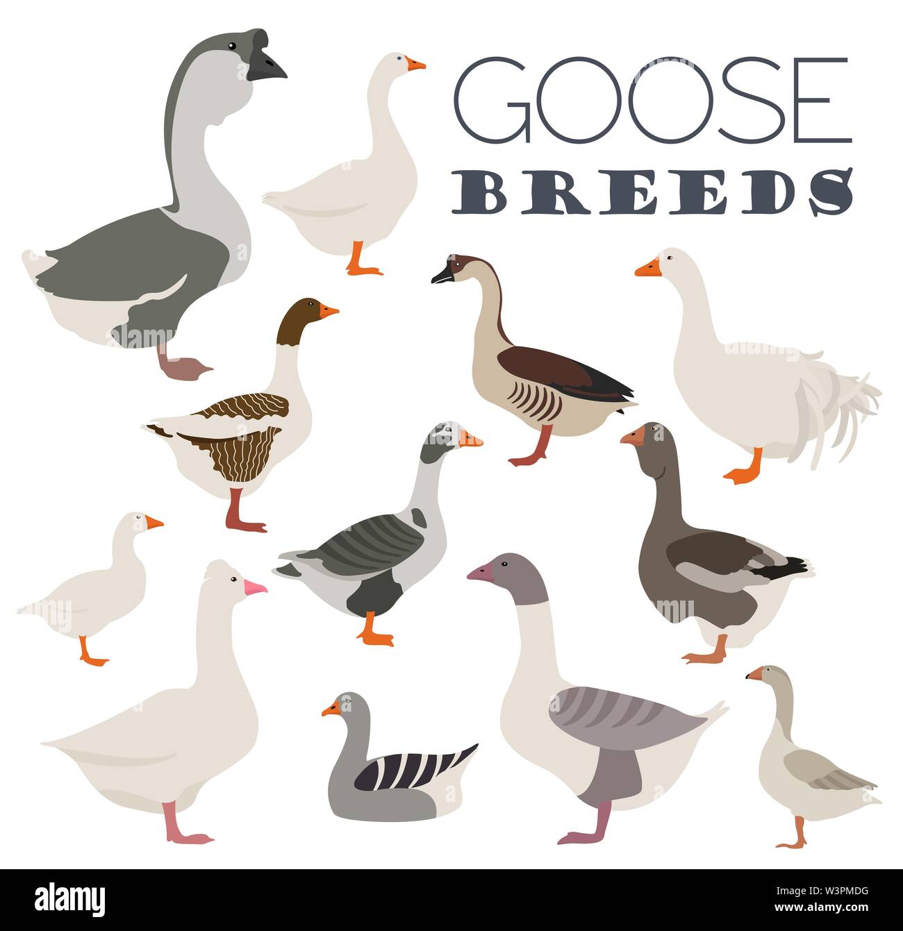 Gli allevamenti di pollame. Razze di oca icon set. Design piatto ...