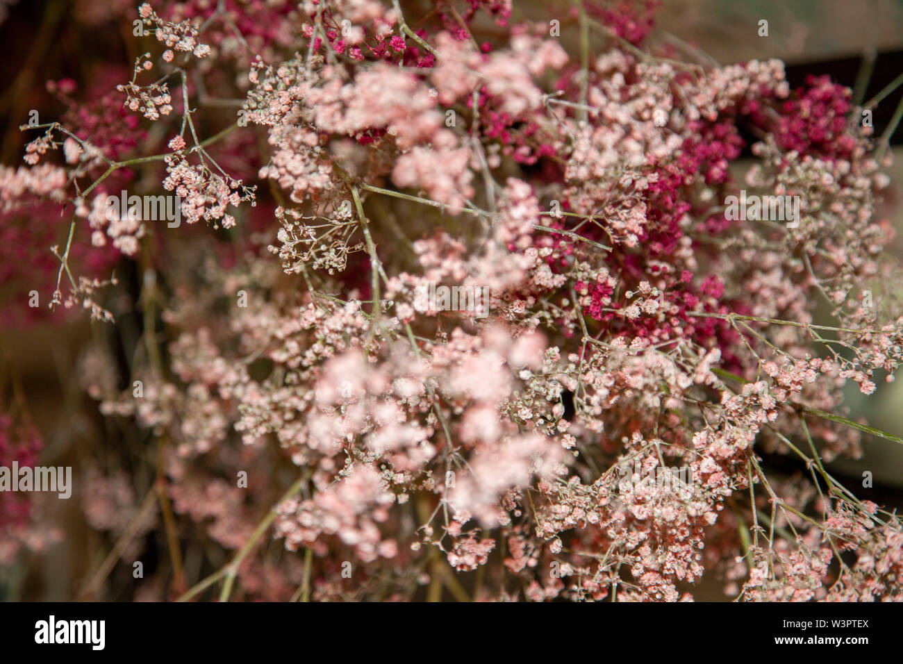 Gypsophila rosa immagini e fotografie stock ad alta risoluzione - Alamy
