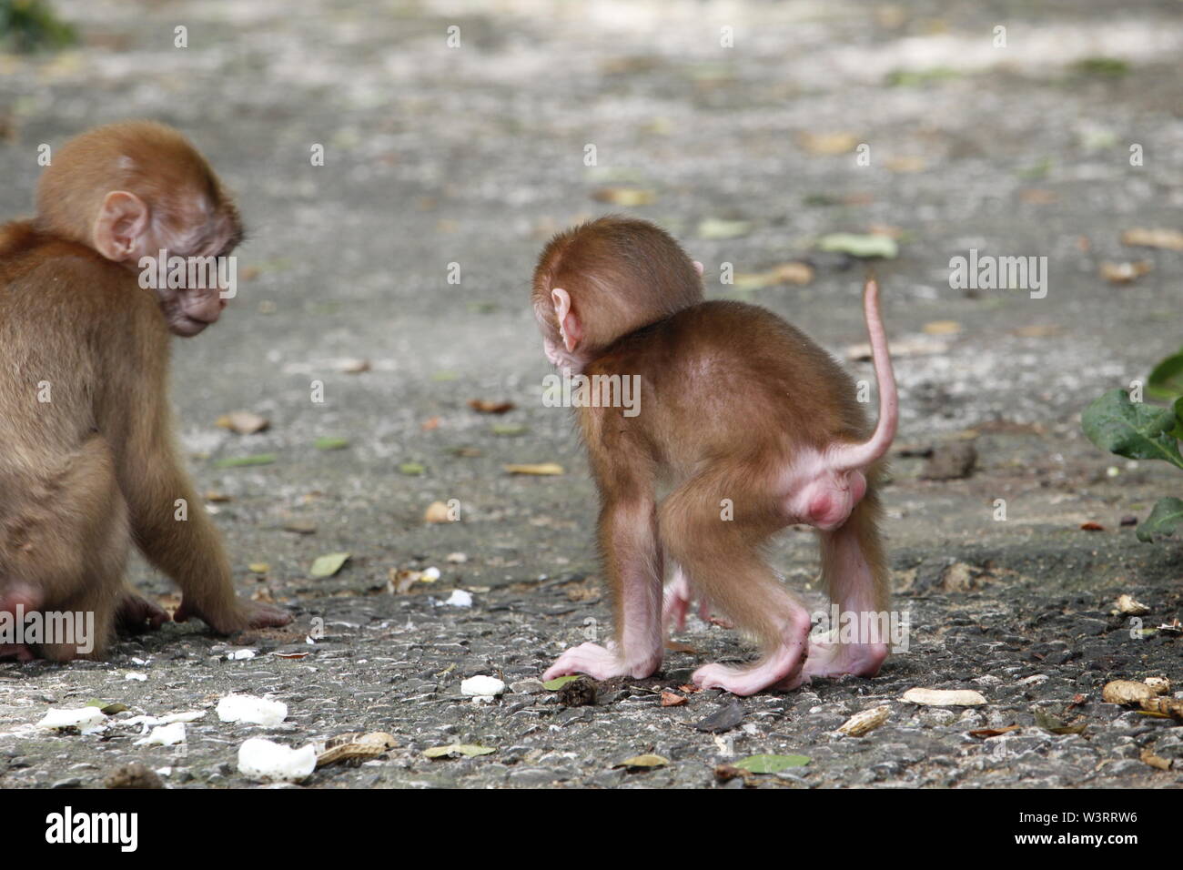 Due scimmie giocose immagini e fotografie stock ad alta risoluzione - Alamy