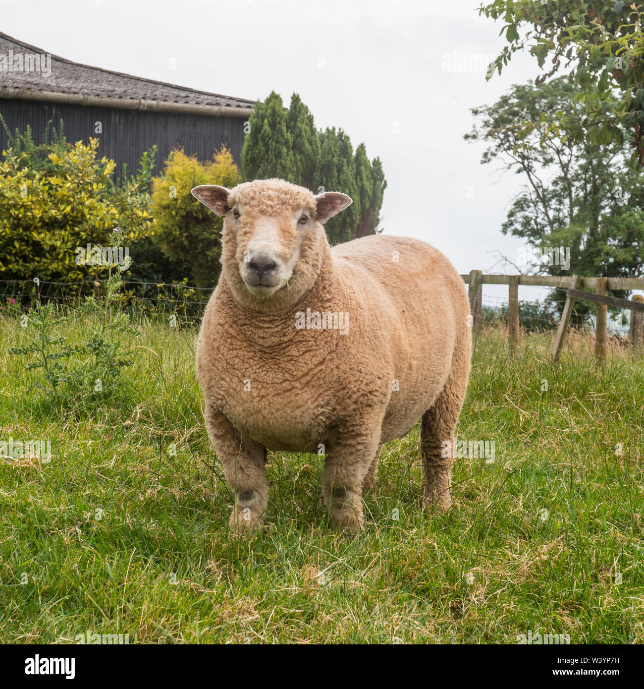 Razza blu di pecore immagini e fotografie stock ad alta risoluzione - Alamy